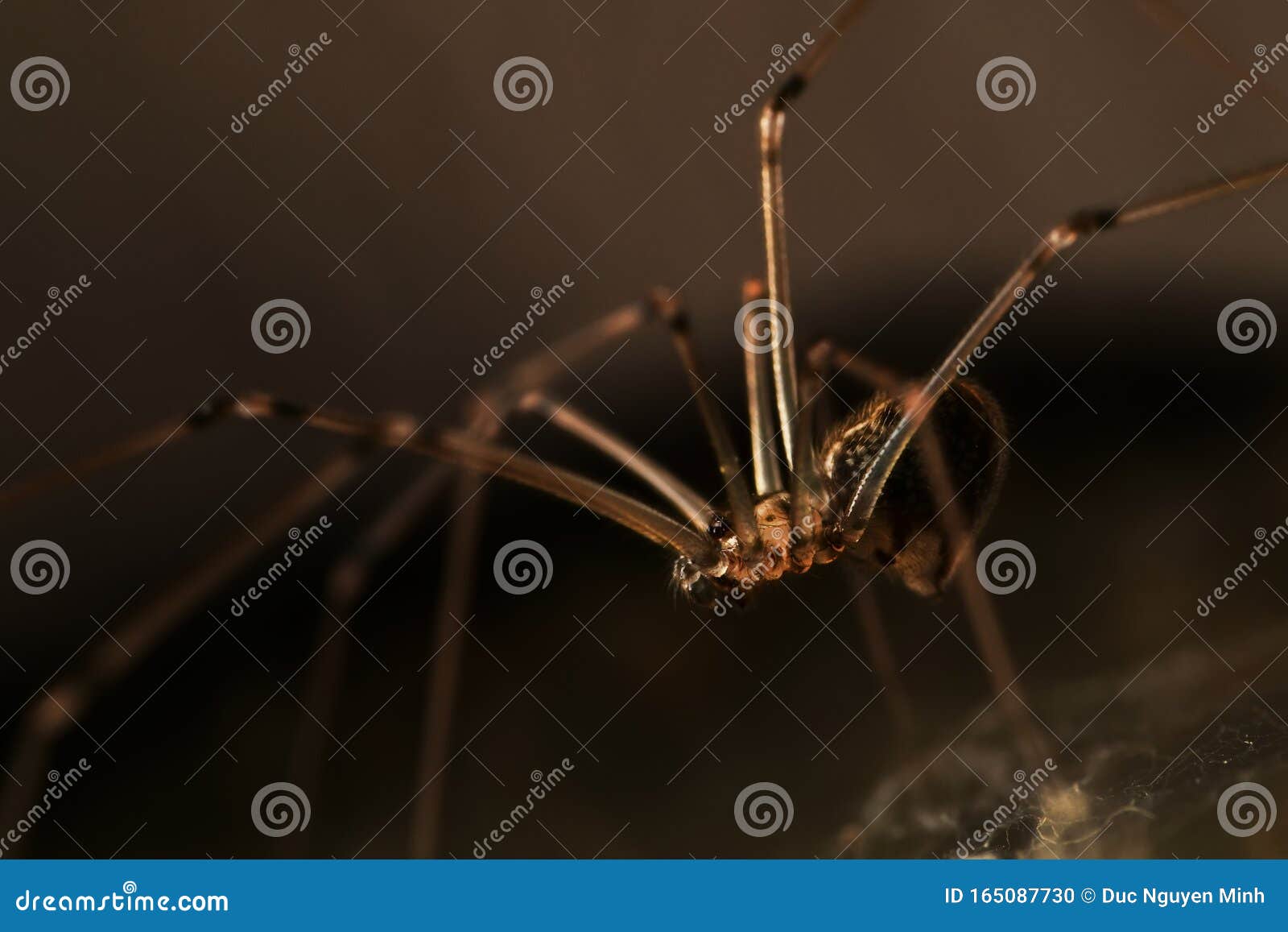 Small spider in the corner stock photo. Image of hunting - 165087730