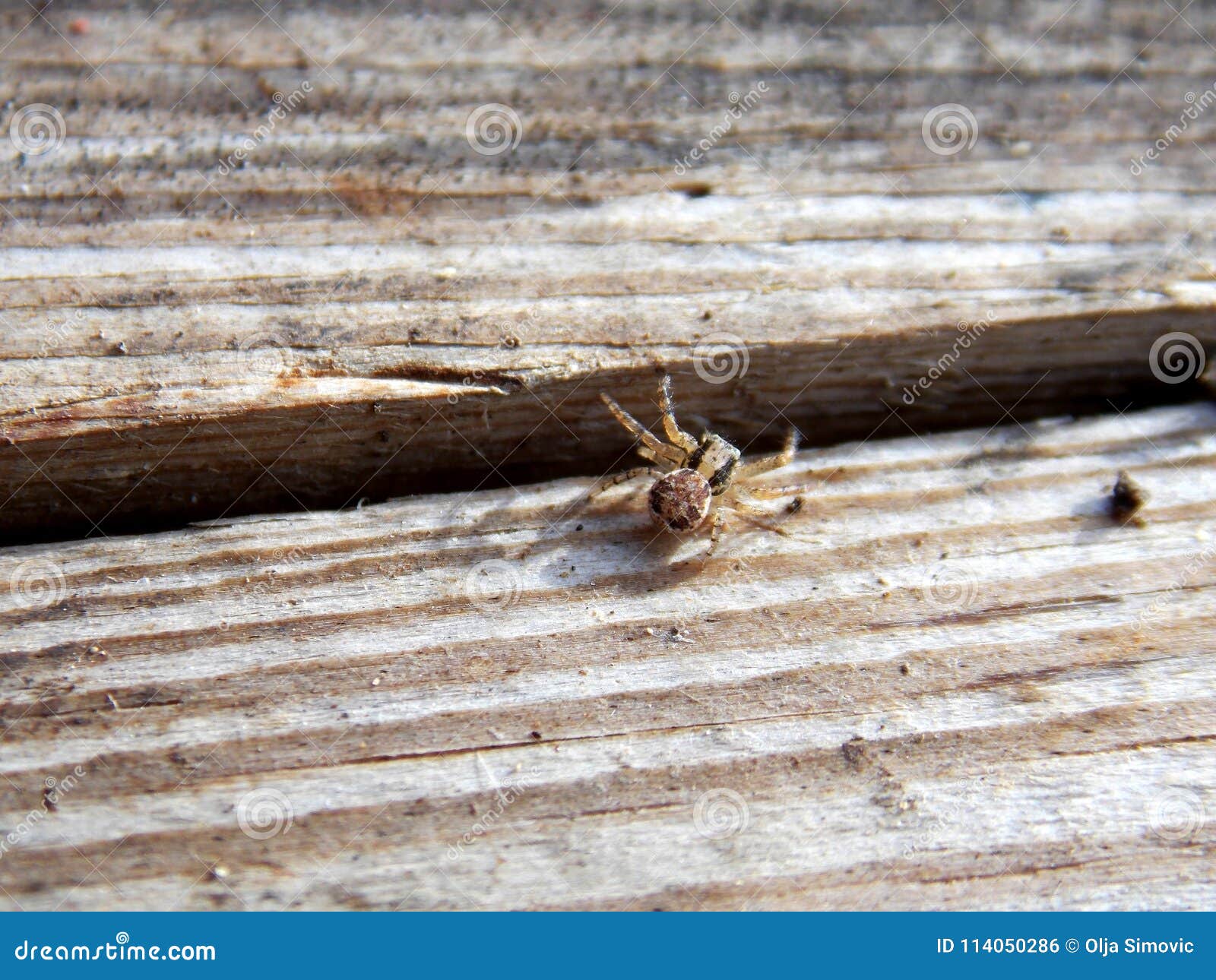 Small spider in a tree stock photo. Image of animal - 114050286