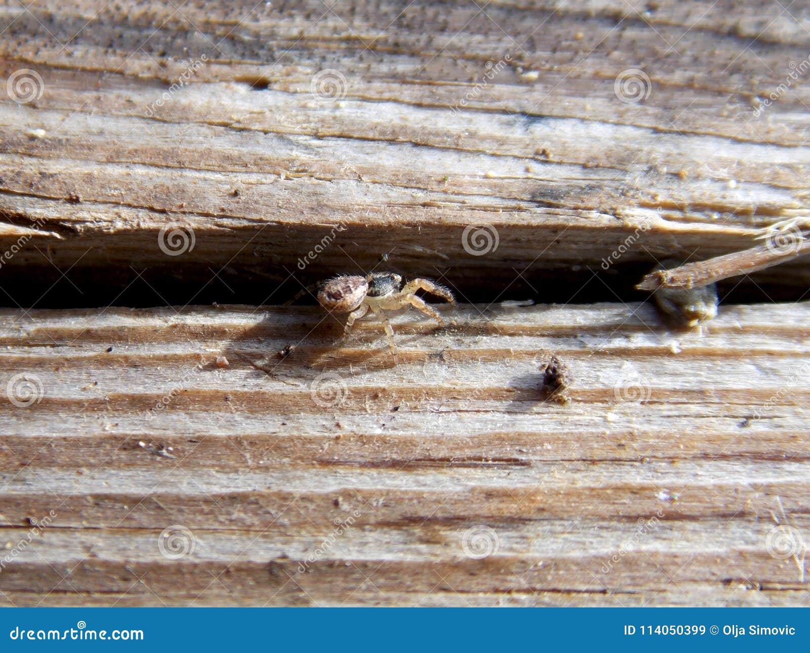 Small spider in a tree stock image. Image of color, animal - 114050399