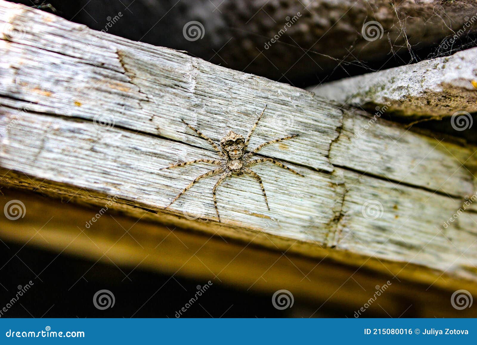 Small Spider on a Tree Old Tree, Harmless Insect Species Tetragnatha ...
