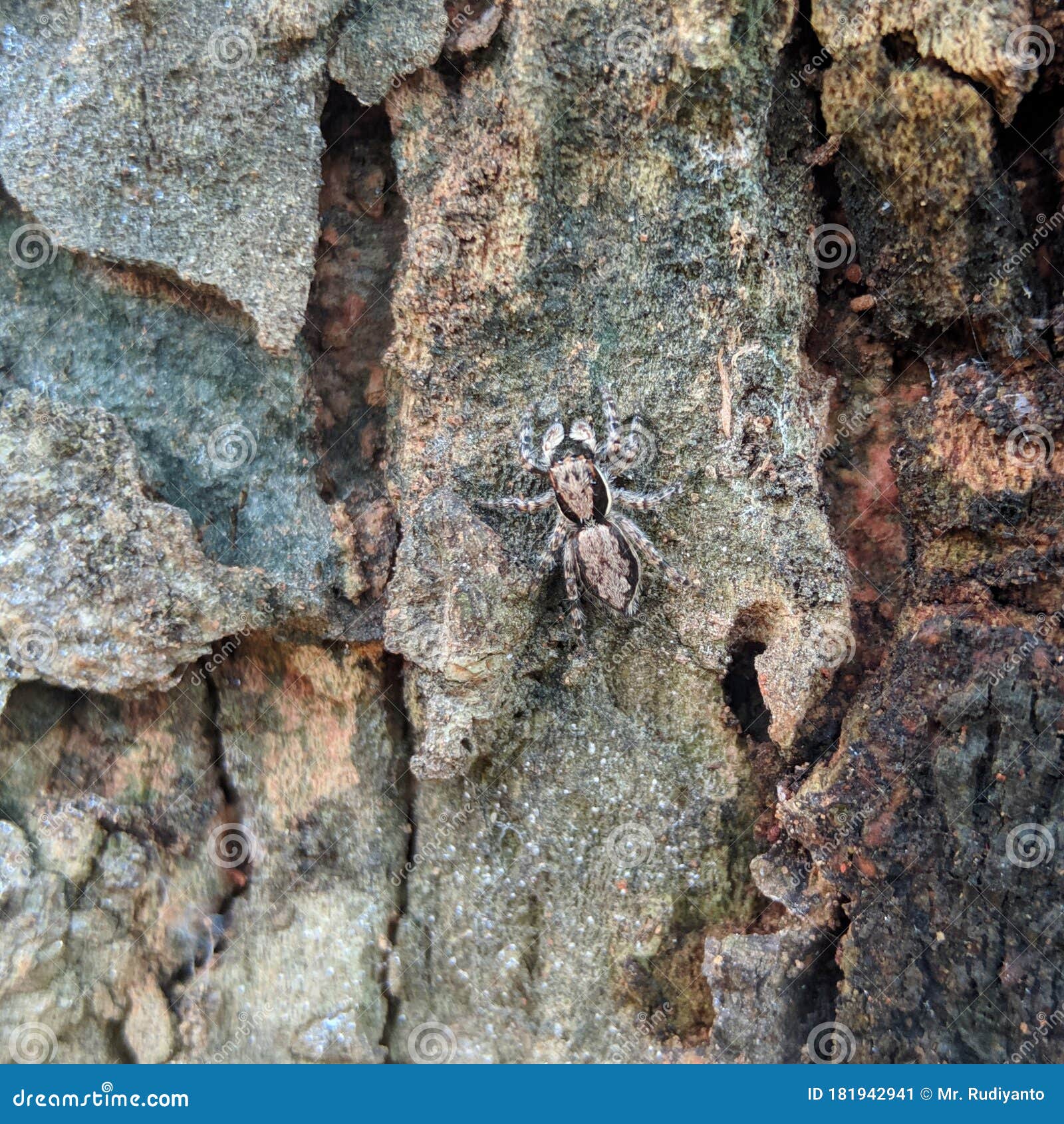Small Spider on the Tree Trunk Stock Image - Image of invertebrate ...