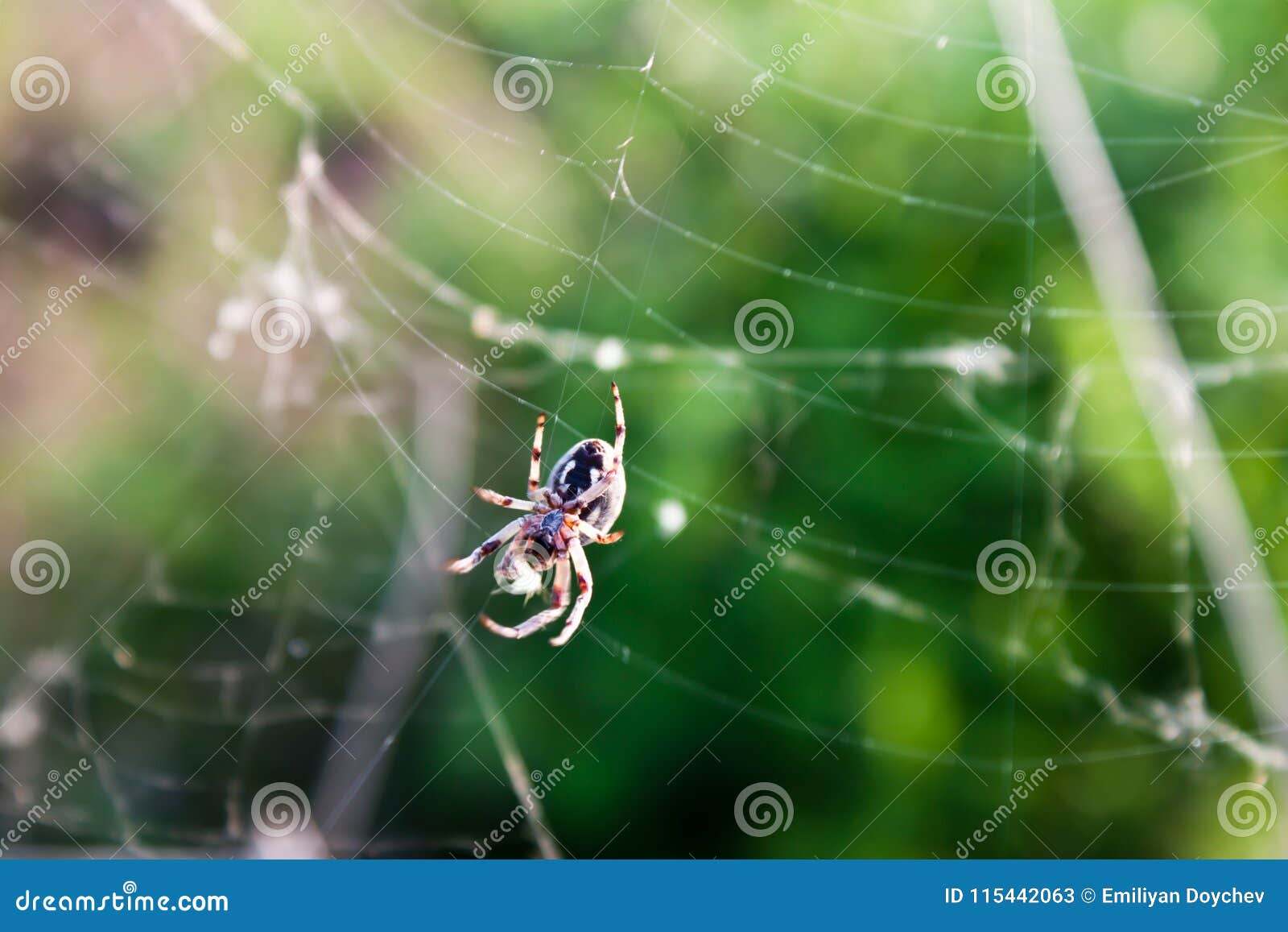 A little spider stock image. Image of spring, spider - 115442063