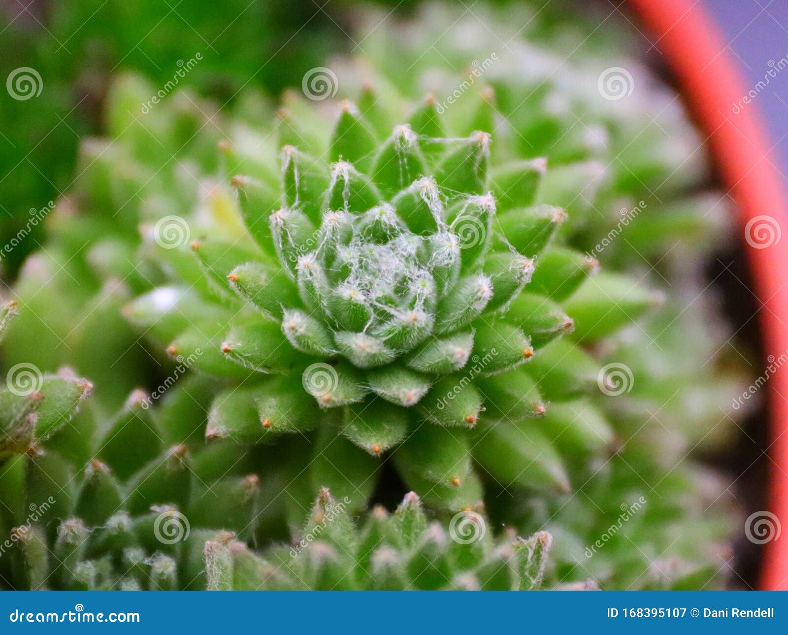 Small Spider Web Cactus Plant in Pot Stock Image - Image of plant ...