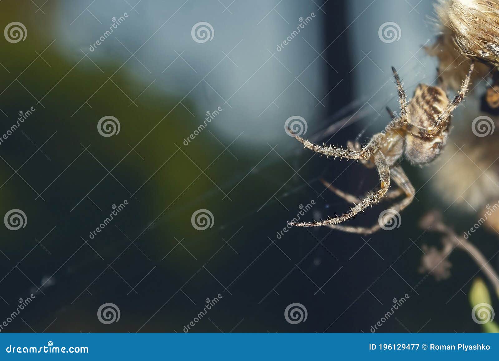 Rectangular Spider Web Stock Photos - Free & Royalty-Free Stock Photos ...