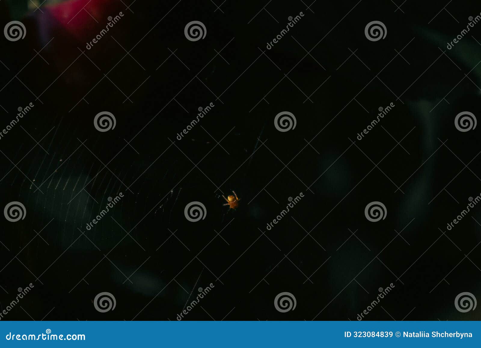 Small Spider In Web On Dark Green Background Nature In Details Wild