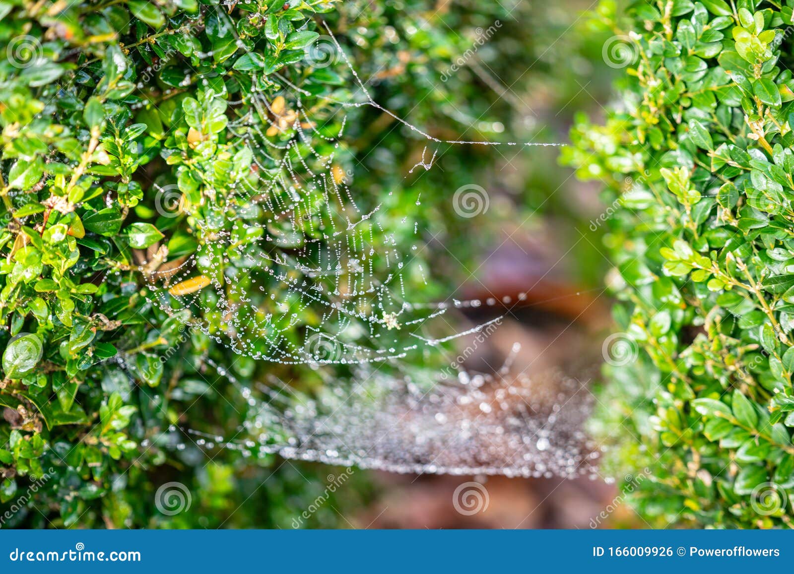 Small Spider Web Hidden in the Branches of a Tree Stock Photo - Image ...