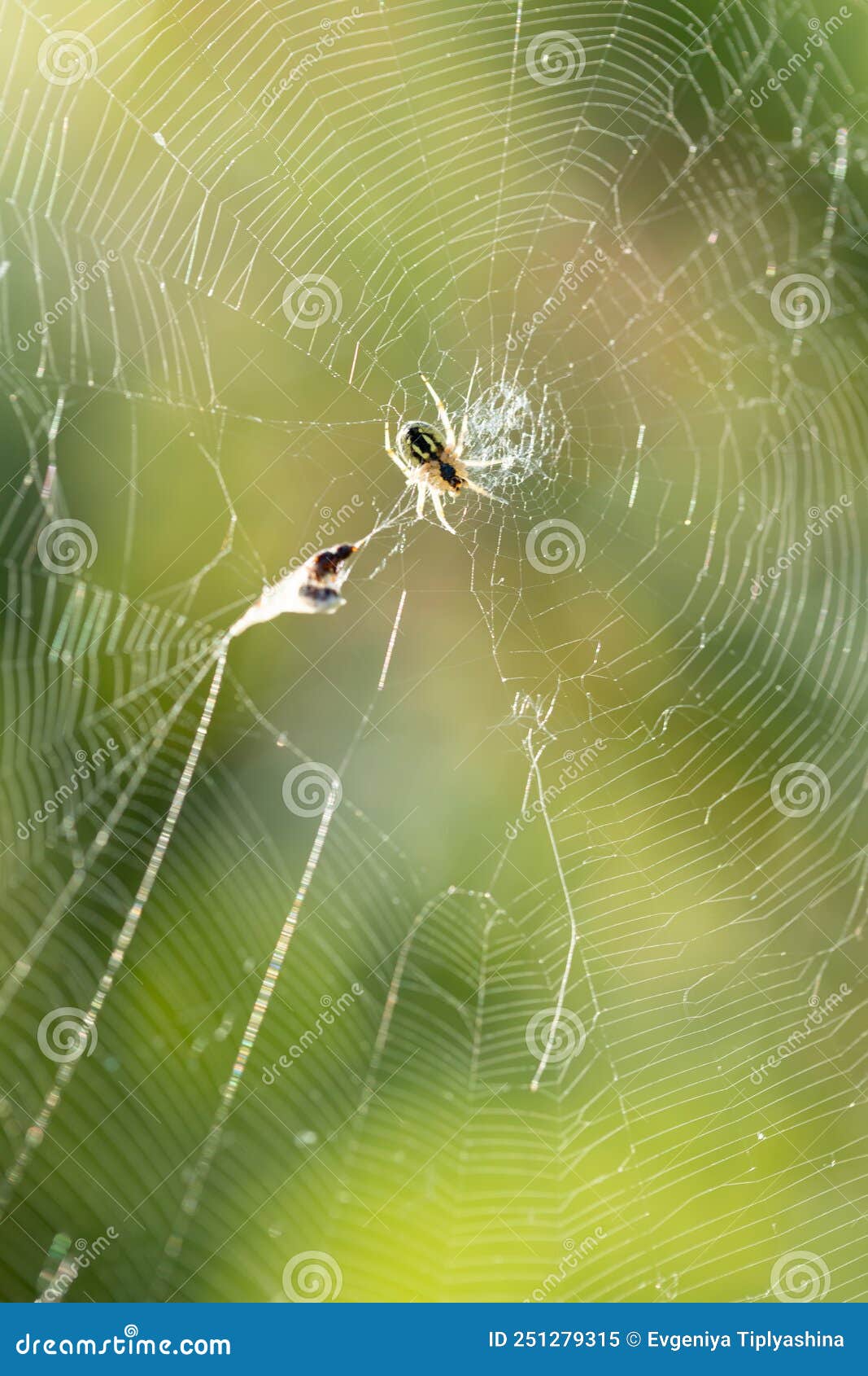 Small spider on a web stock image. Image of natural - 251279315
