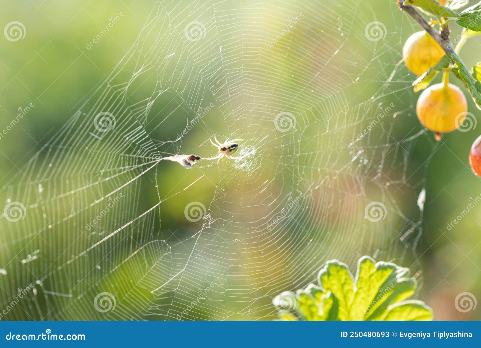 Small spider on a web stock image. Image of black, outdoor - 250480693