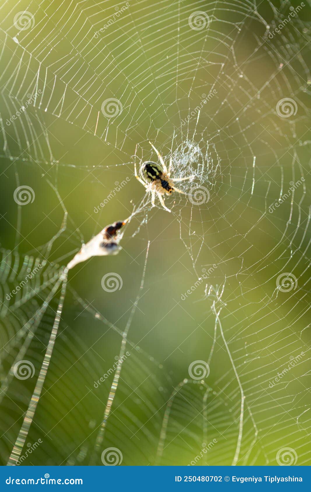 Small spider on a web stock photo. Image of natural - 250480702