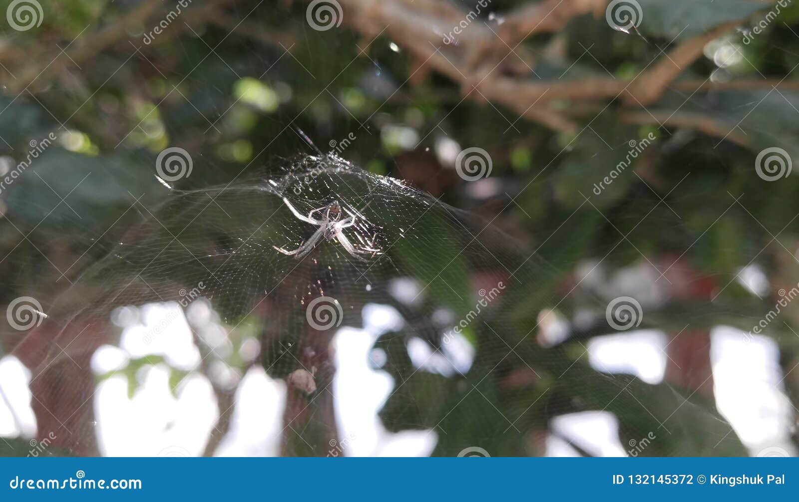 Small Spider Web stock photo. Image of spider, create - 132145372