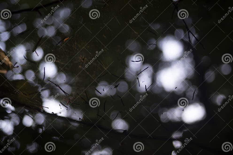 A Small Spider in a Web. Spider Web in the Forest Stock Photo - Image ...