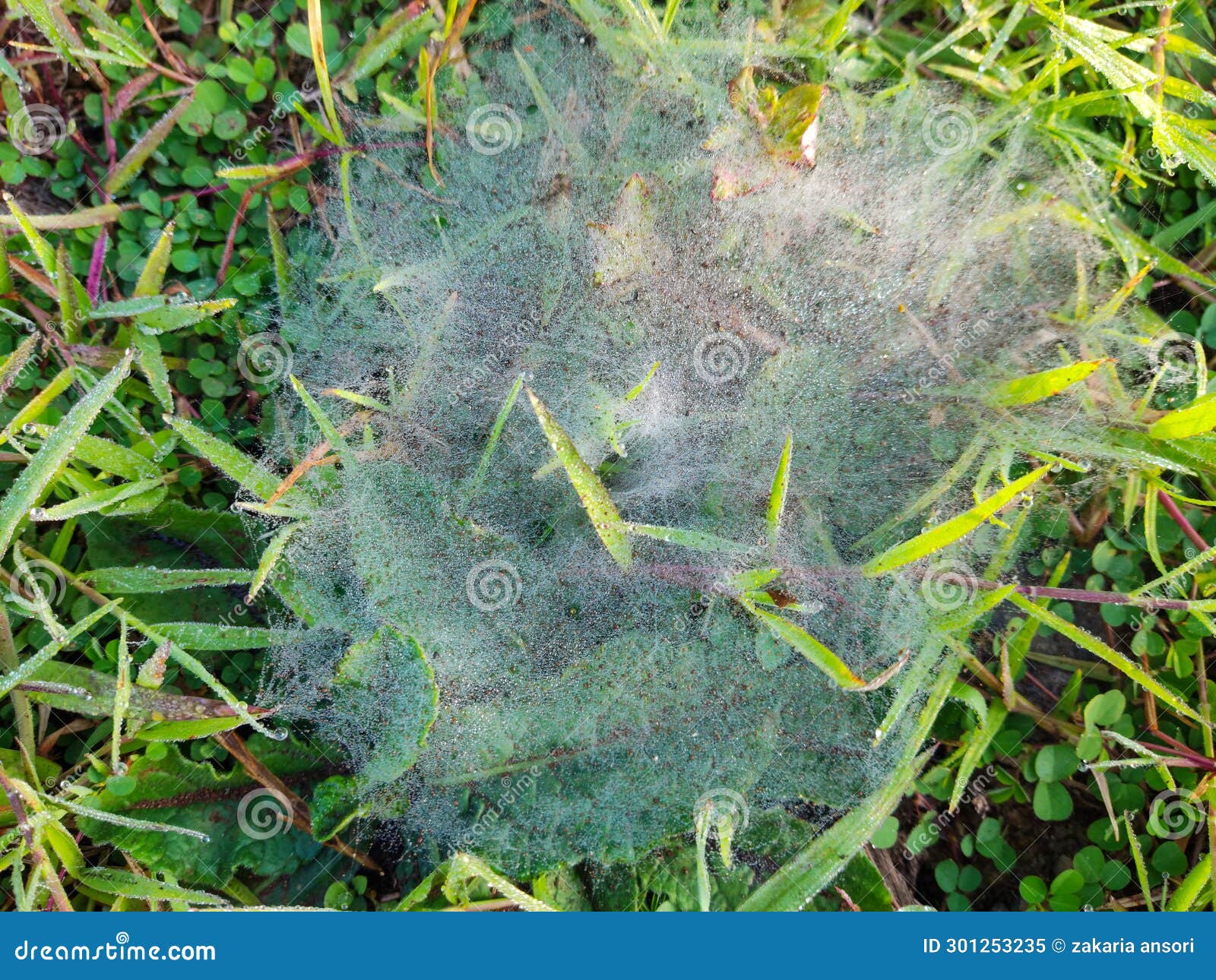 Small Spider Webs in the Grass Stock Image - Image of grass, abstract ...