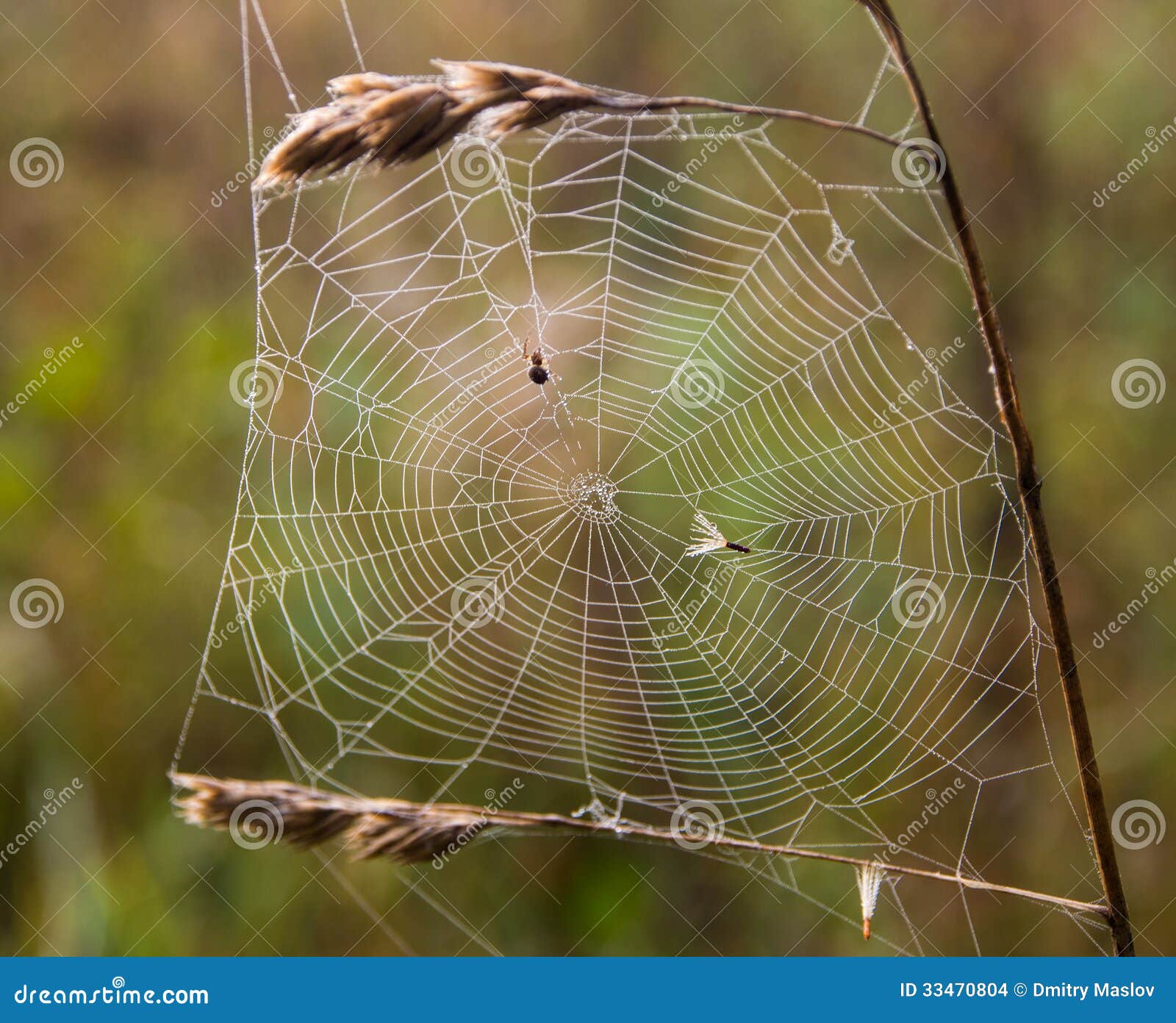 Small spider stock photo. Image of animals, sunlight - 33470804