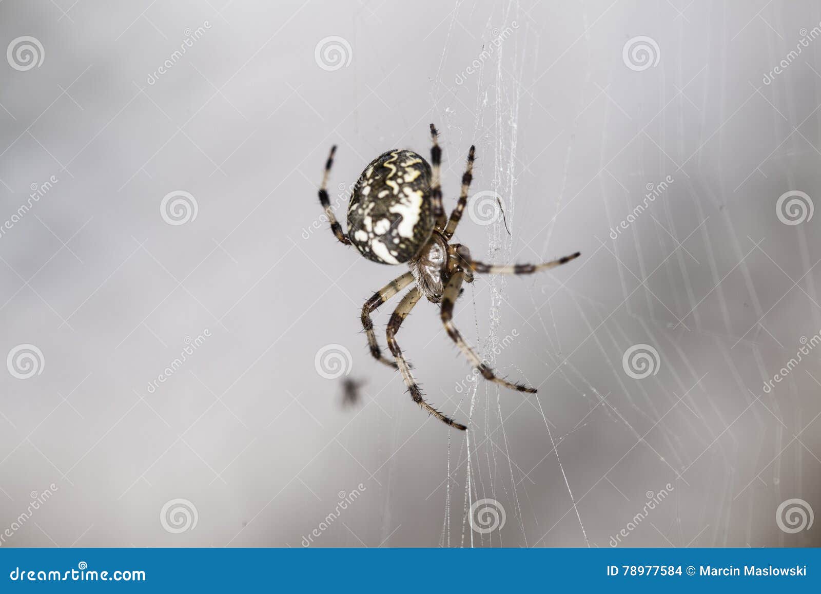 White Back Spider