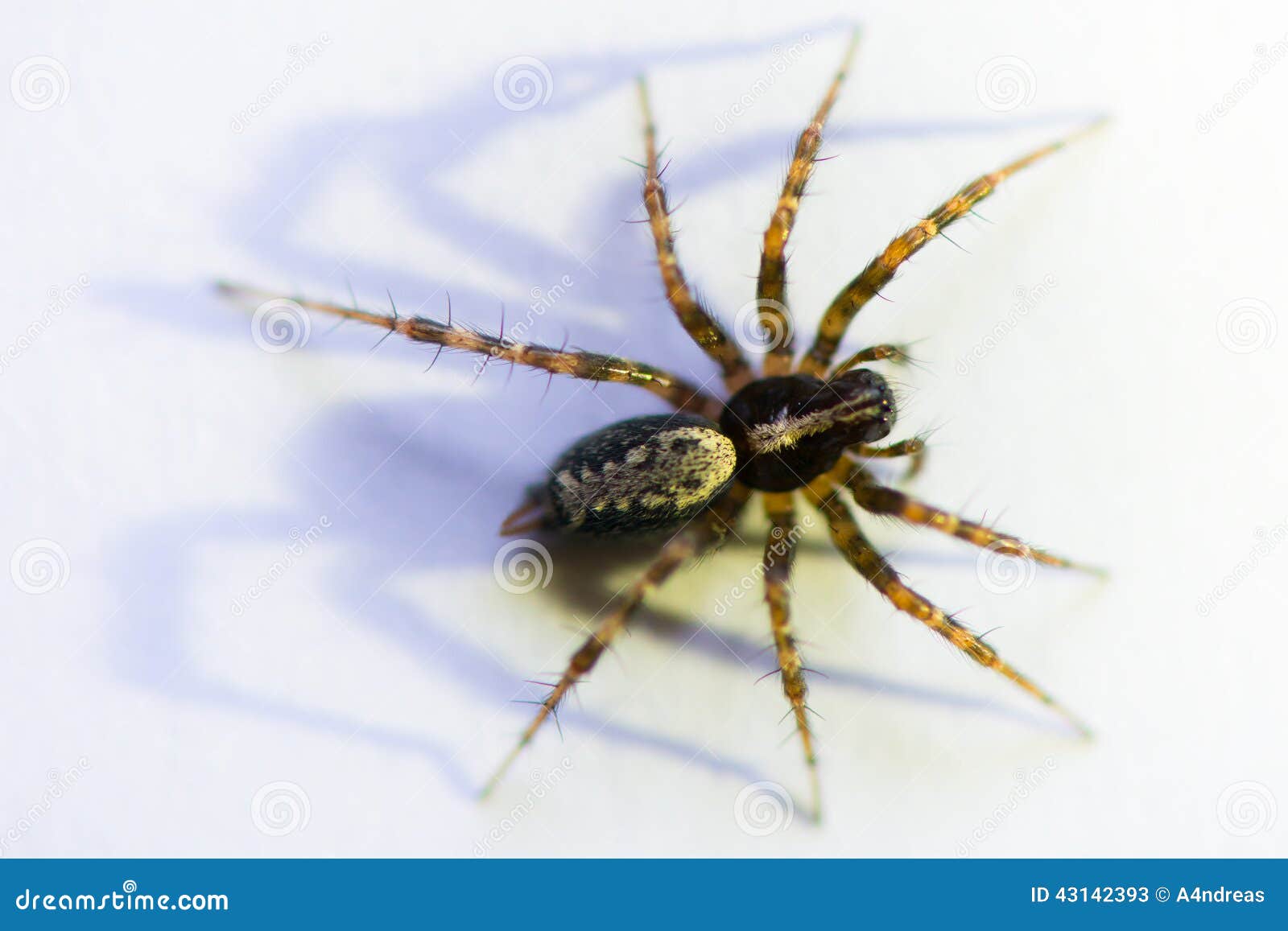 A Small Spider Hiding Waiting For Insects. Royalty-Free Stock Photo ...