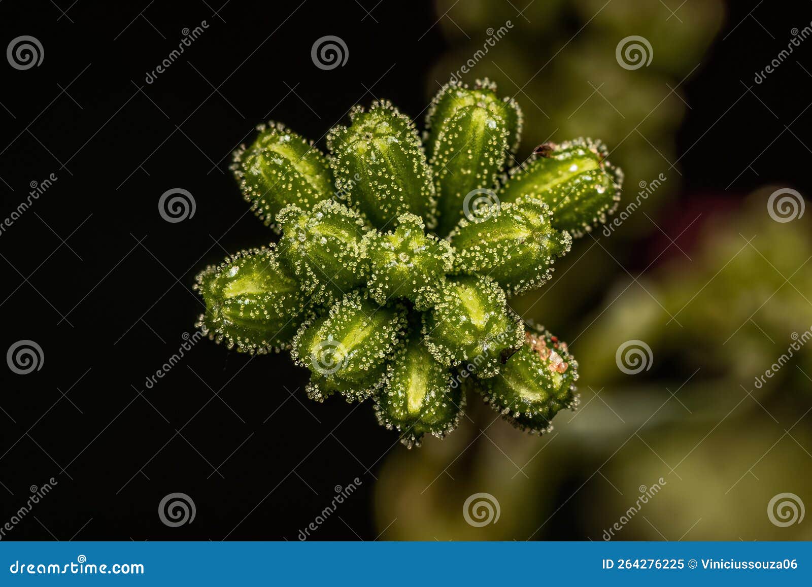 Small Spiderling Plant stock image. Image of green, caryophyllales ...