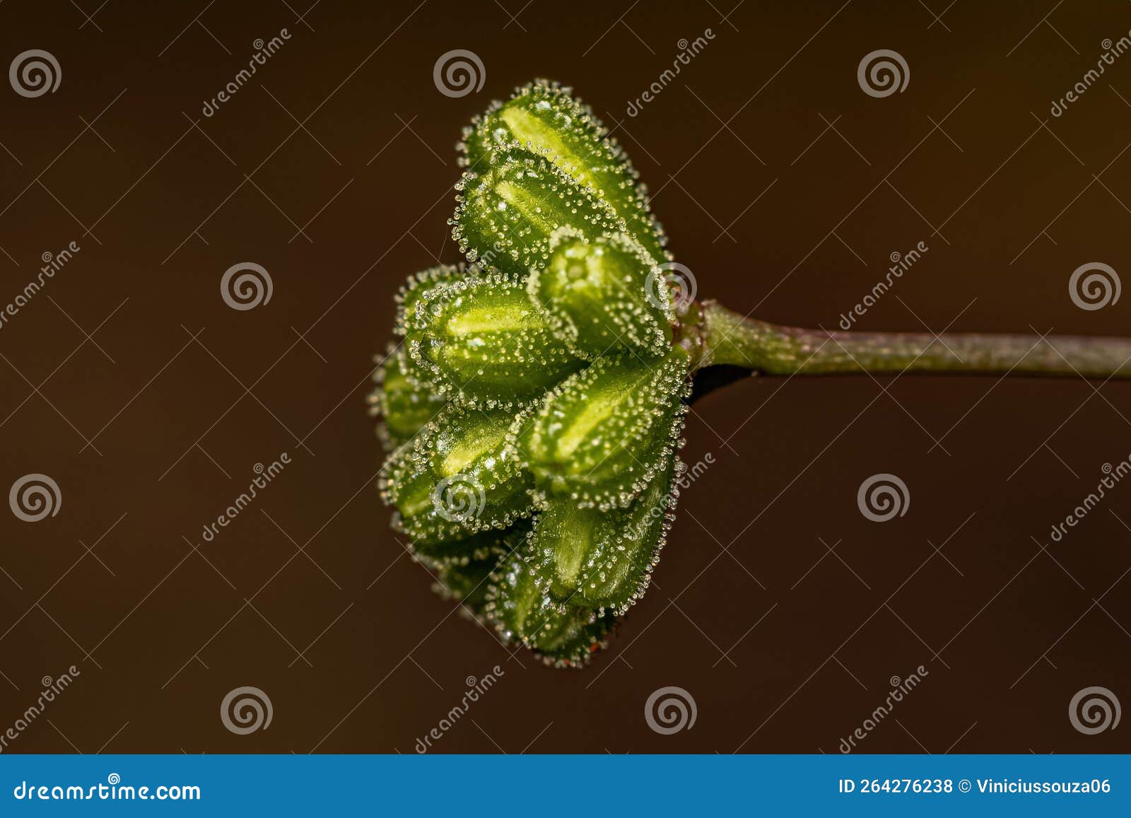 Small Spiderling Plant stock photo. Image of herb, green - 264276238