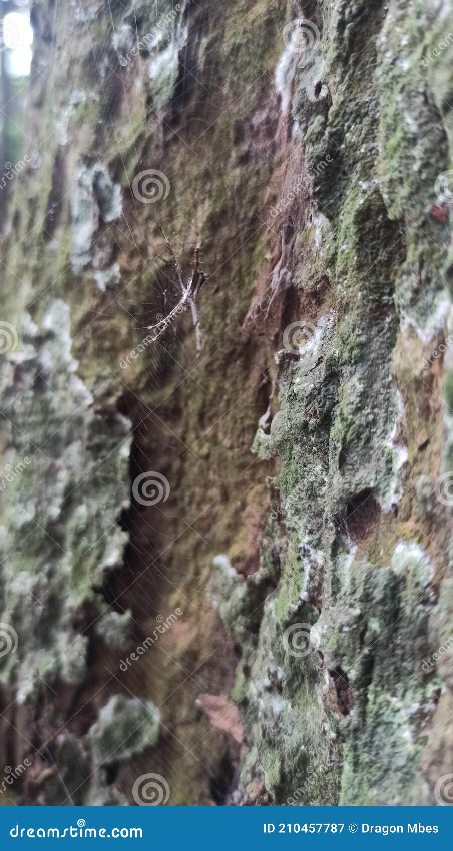 Small Spiders Make a House on Tree Trunks Stock Image - Image of ...