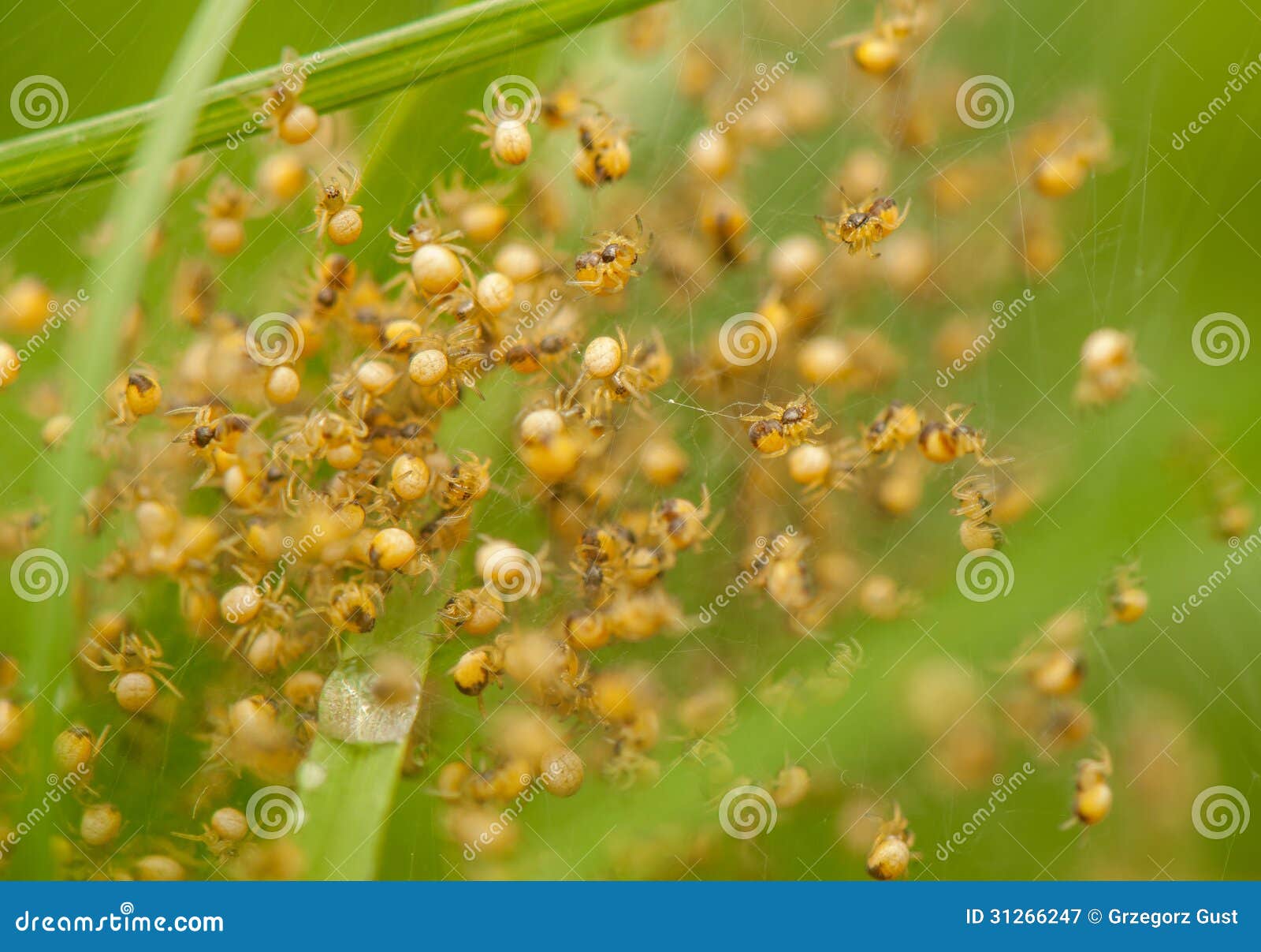 Small spiders stock image. Image of small, danger, spider - 31266247