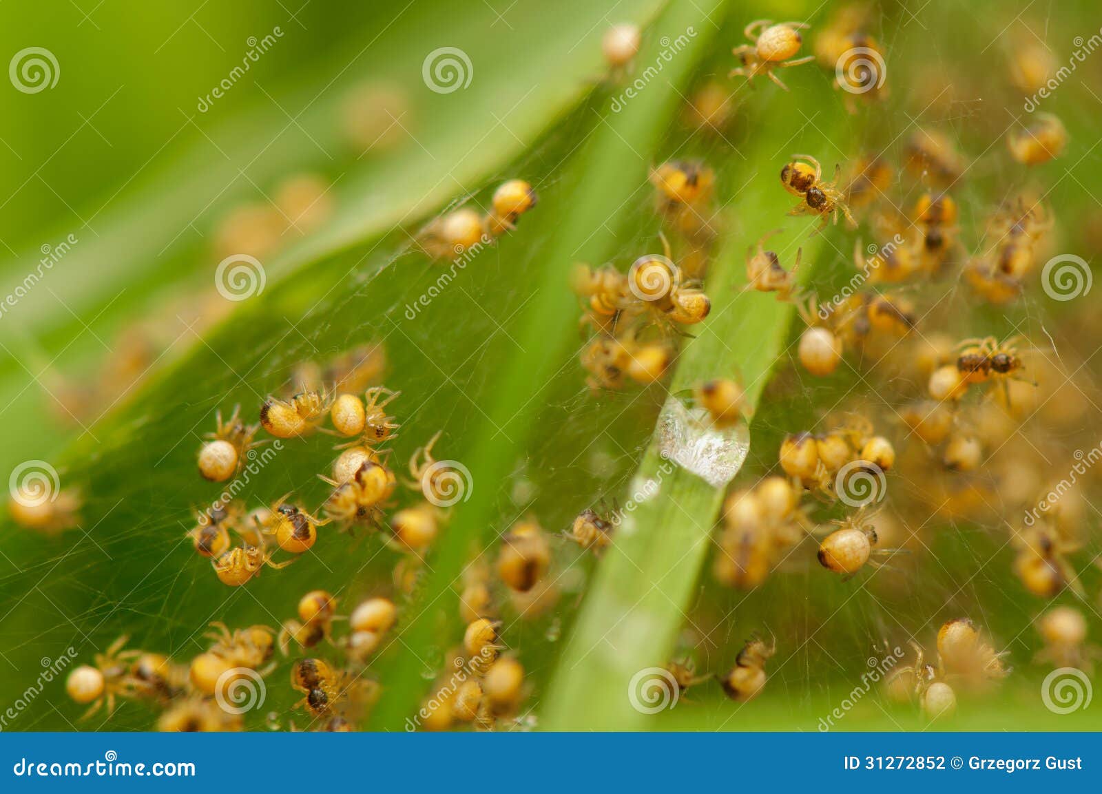 Small spiders stock photo. Image of detail, macro, nature - 31272852