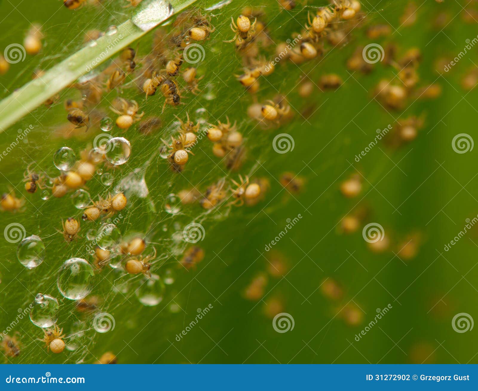 Small spiders stock photo. Image of young, macro, flora - 31272902