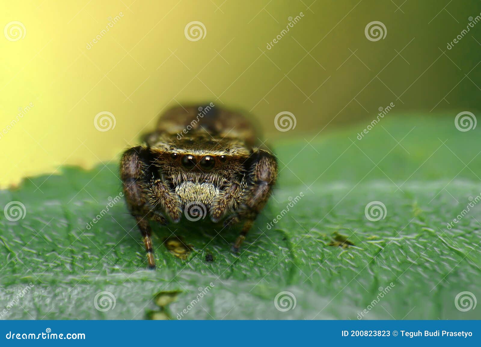 Small Spiders on Yellow Flowers Stock Image - Image of macro ...