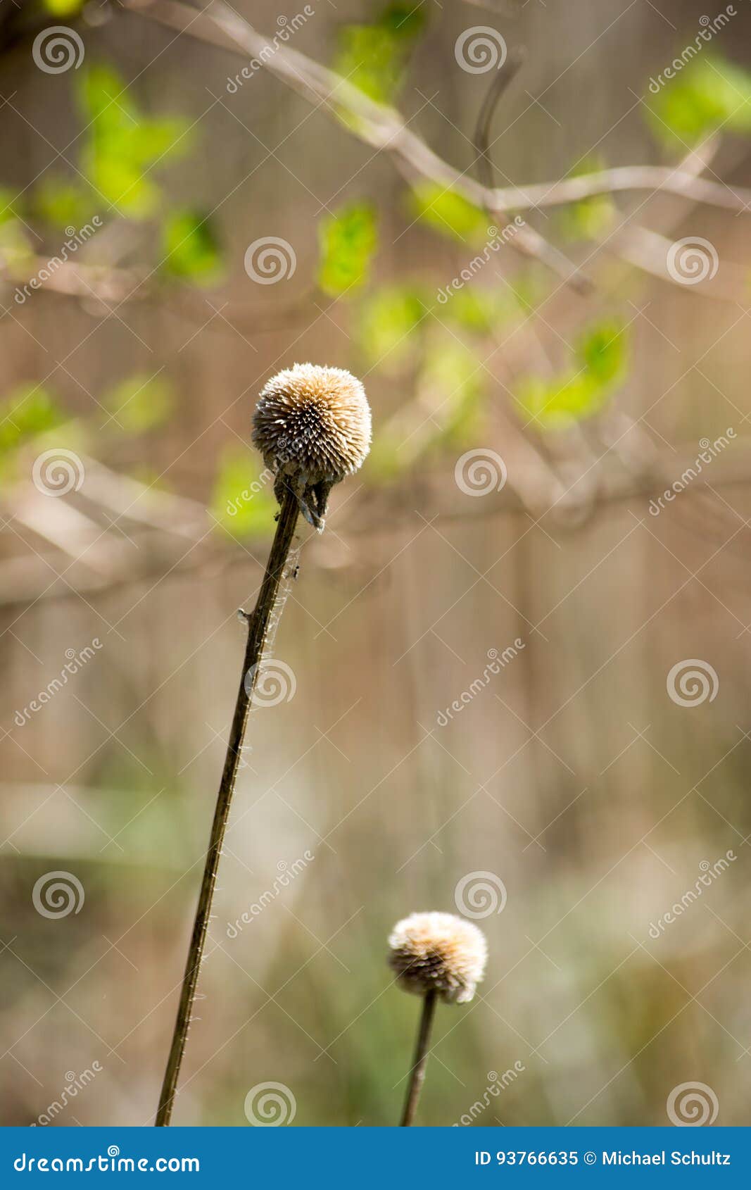 Small spike weed stock image. Image of prickly, plant - 93766635