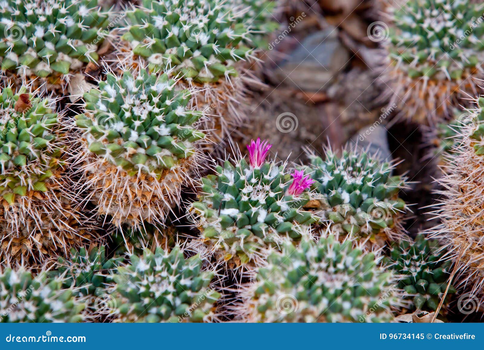 Small Spikey Cactus Plant with Tiny Pink Flowers Stock Image - Image of ...