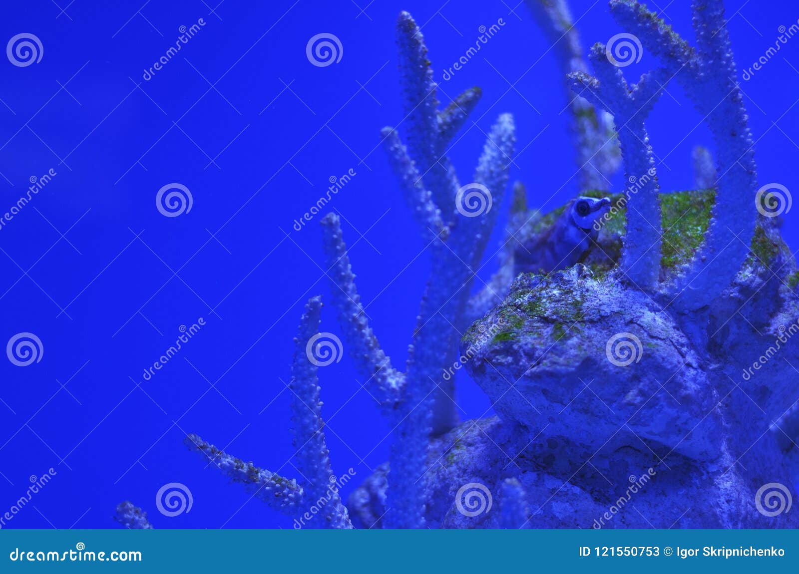 A Small Spiny Fish among the Corals Stock Image - Image of plain ...