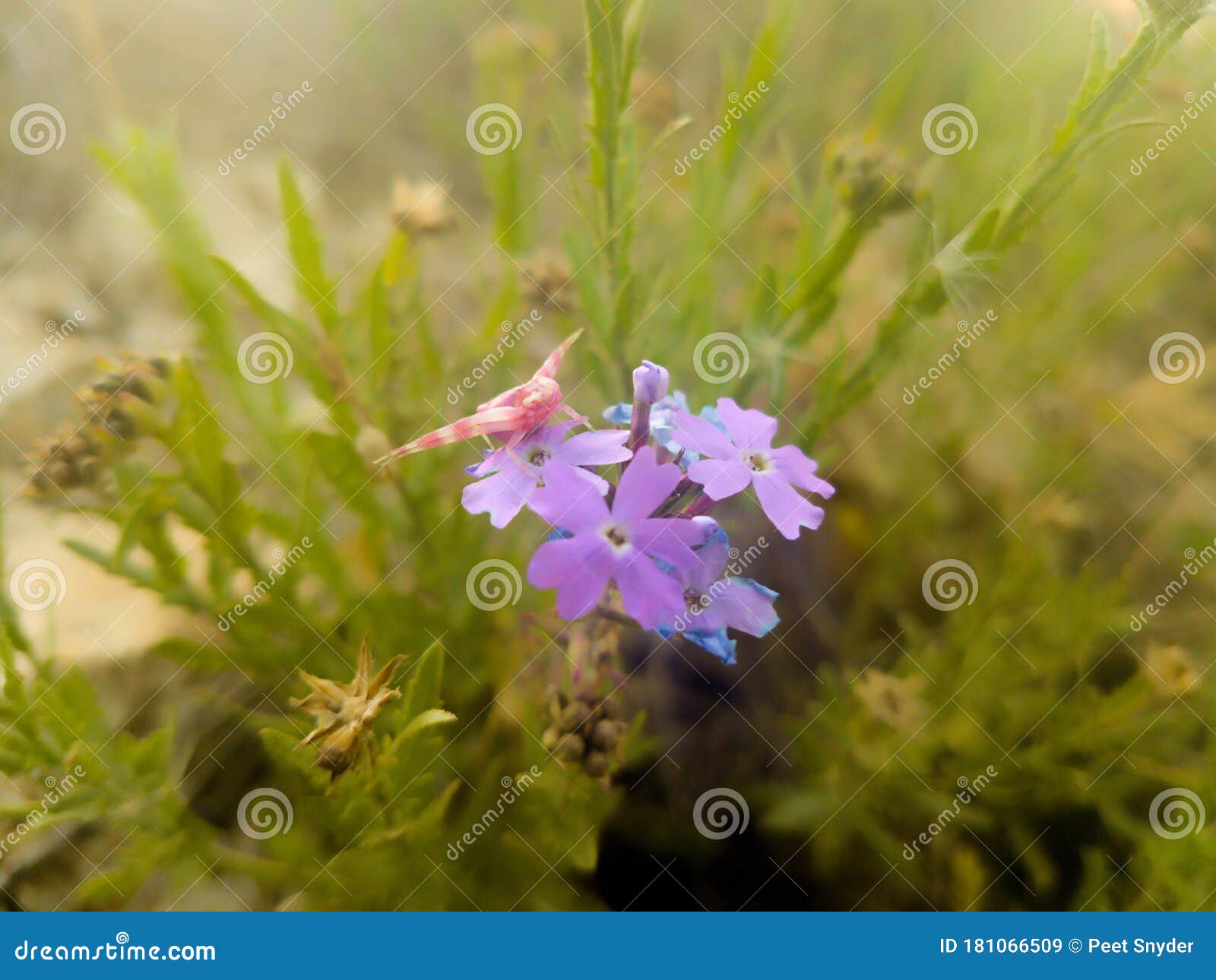 Small Spoder Ona Pink Flower with Legs Wide Open Stock Image - Image of ...