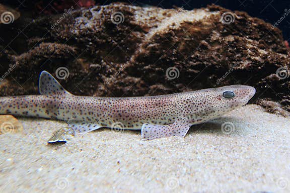 Small-spotted catshark stock image. Image of marine, lesser - 59974843