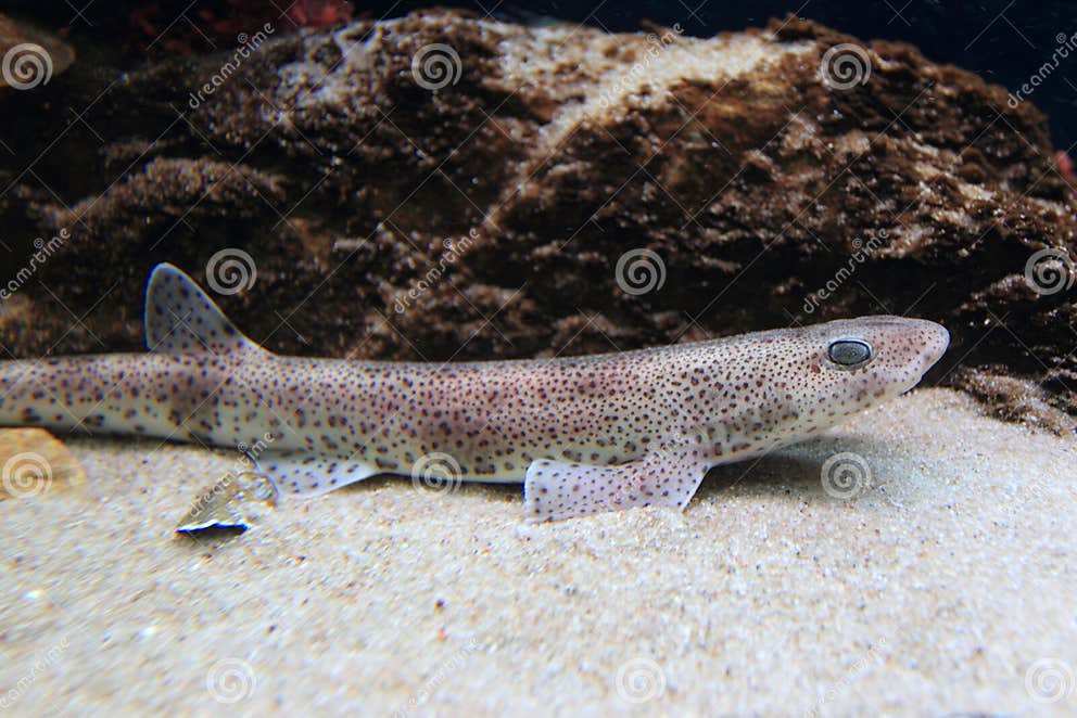 Small-spotted catshark stock image. Image of marine, lesser - 59974843