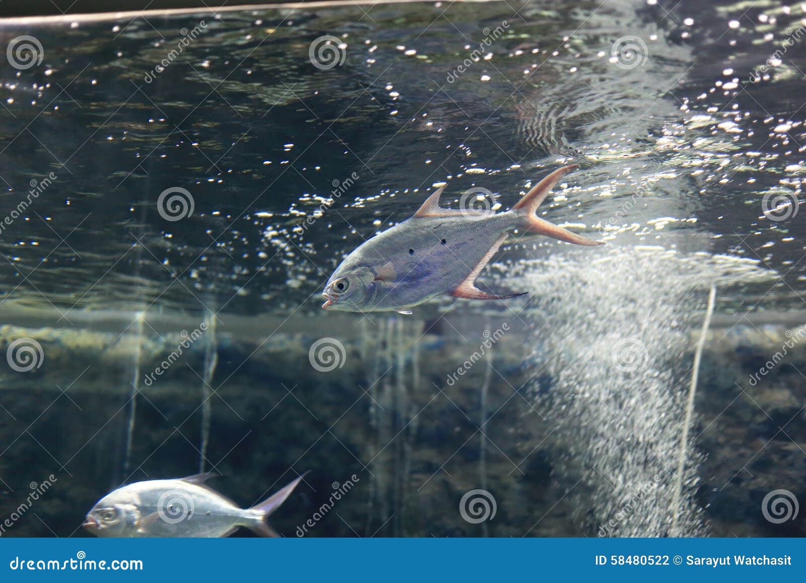 Spotted Gar, A Dart Shaped Fish With A Needle Nose, Tropical Fish From ...