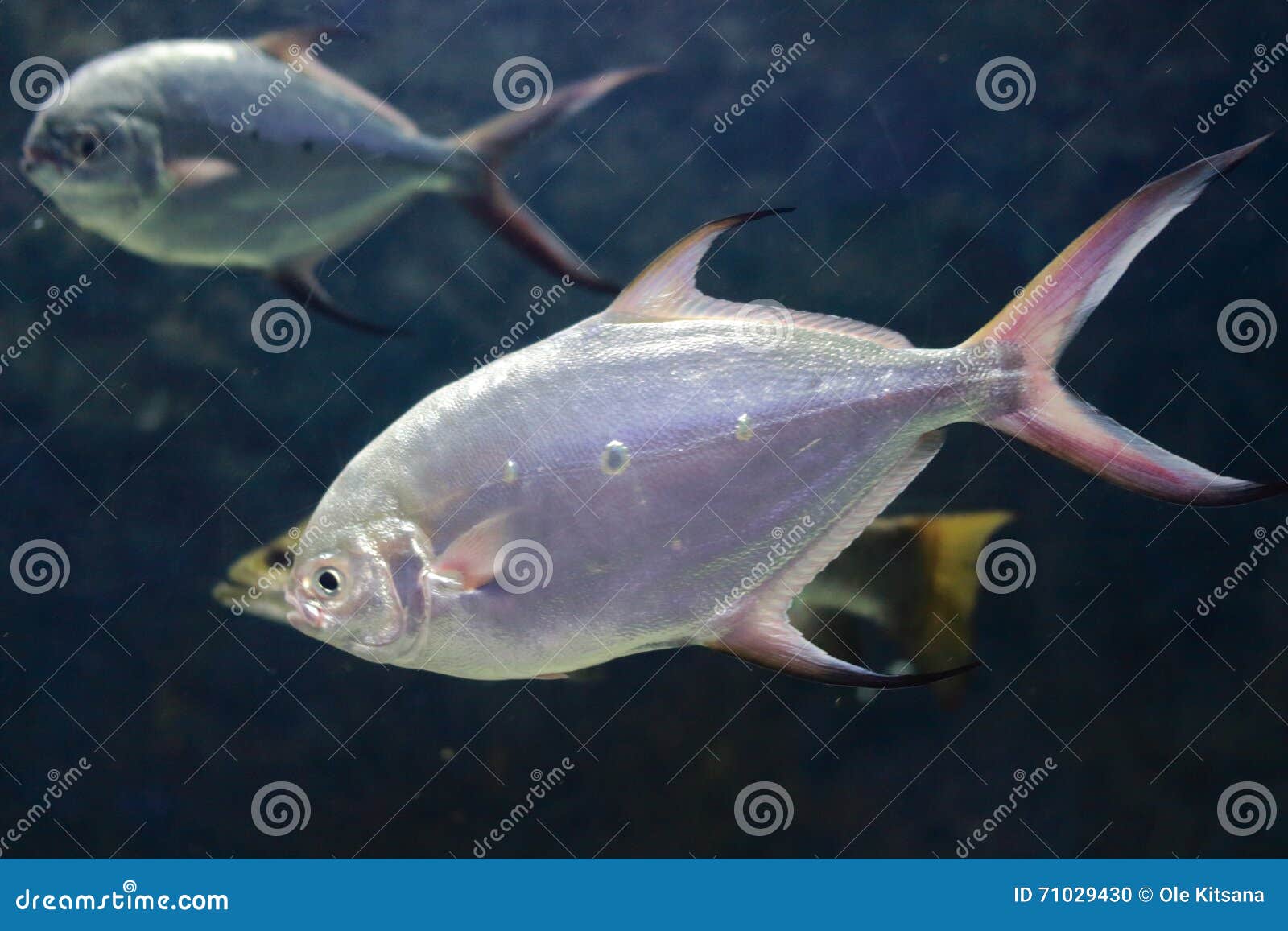 Spotted Gar, A Dart Shaped Fish With A Needle Nose, Tropical Fish From ...