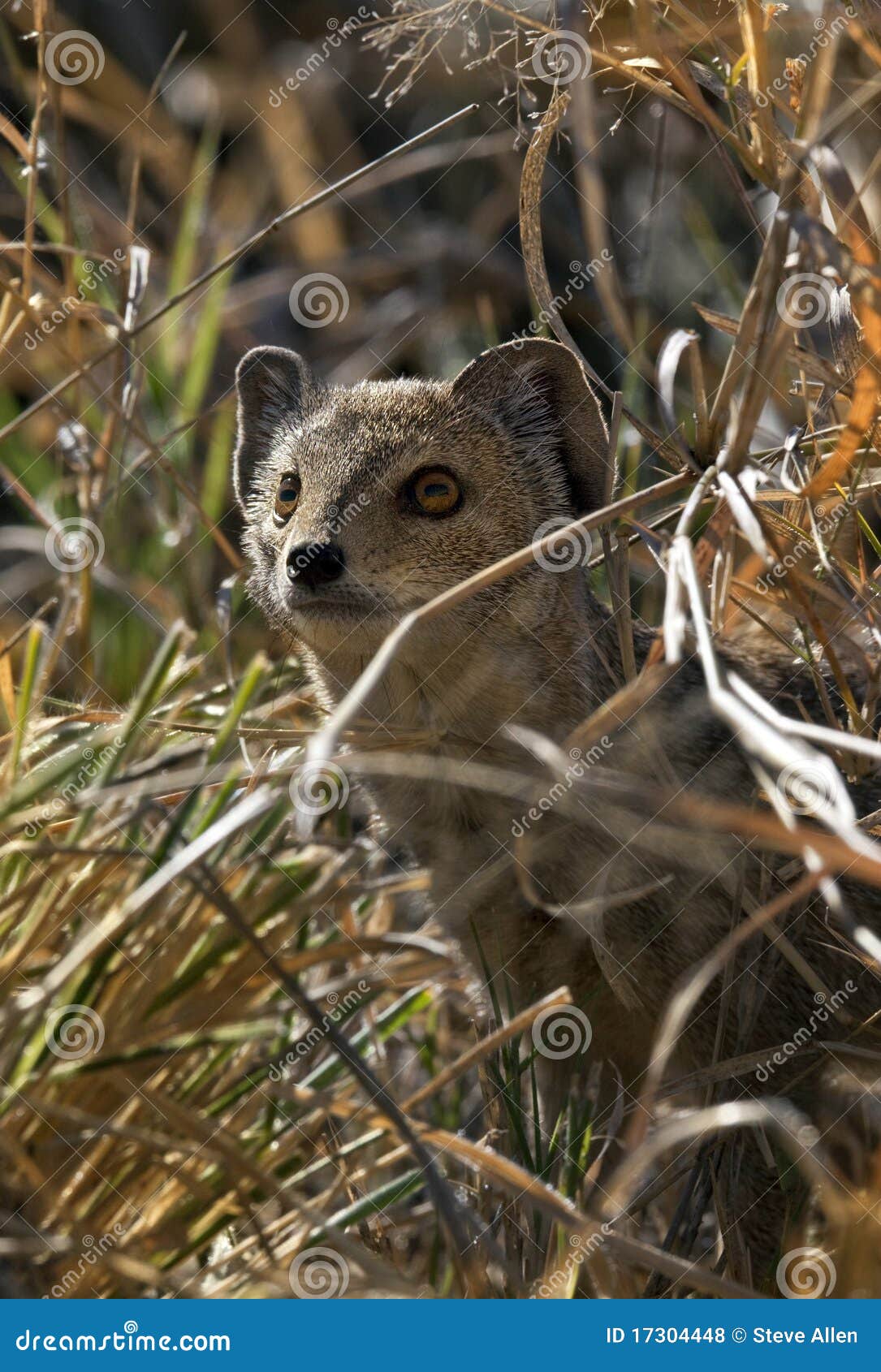 Small-Spotted Genet - Botswana Stock Photo - Image of alert, secretive ...