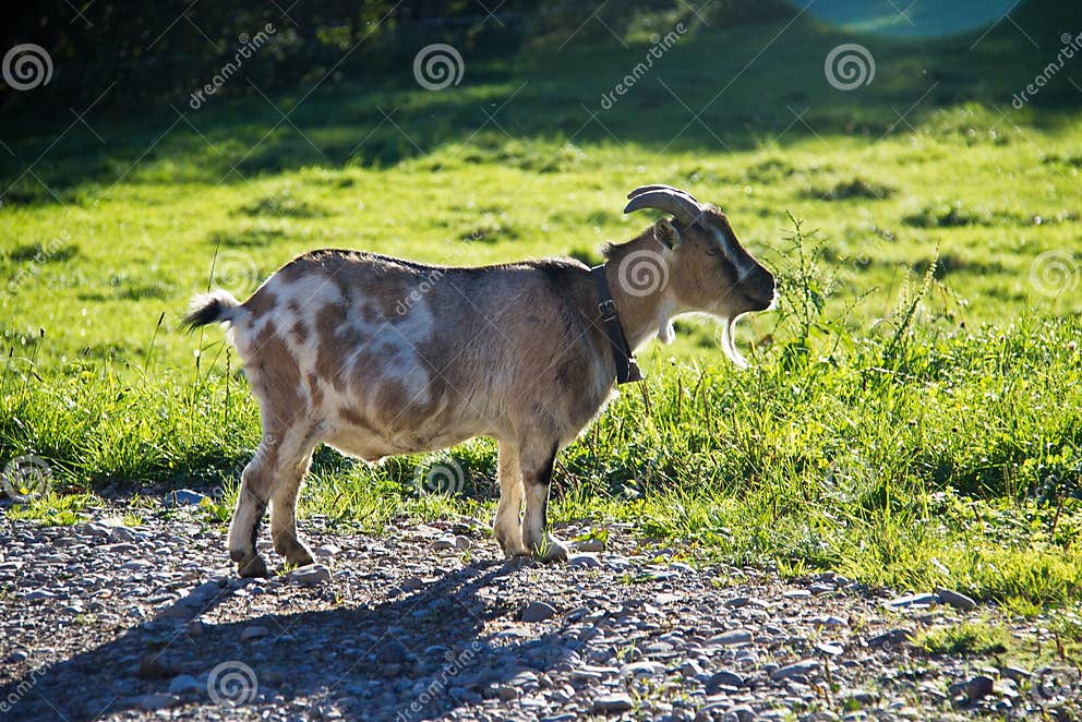 Small Spotted Goat Standing in a Field Stock Image - Image of green ...