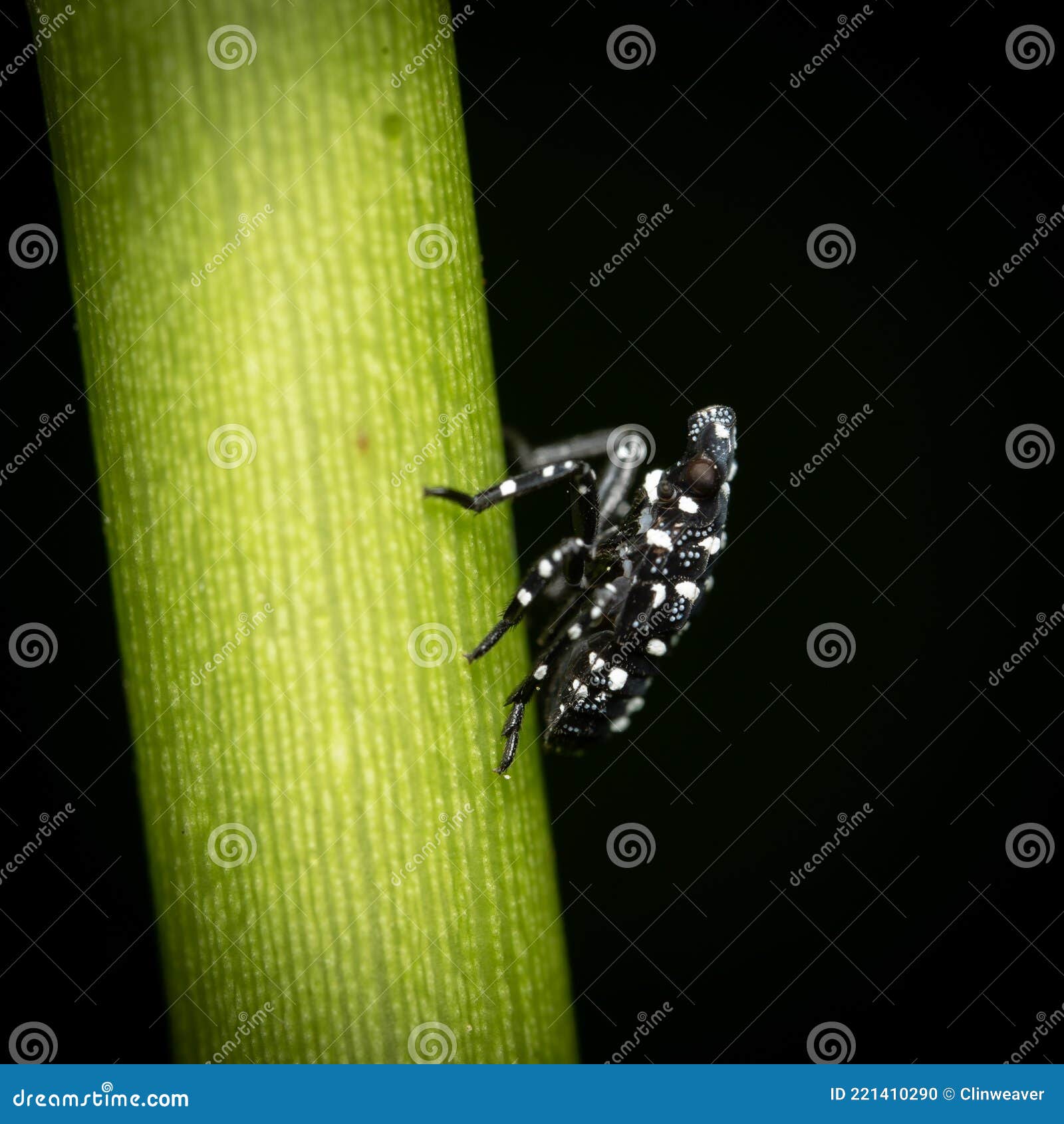 Spotted Lantern Fly Nymph stock photo. Image of macro - 221410290