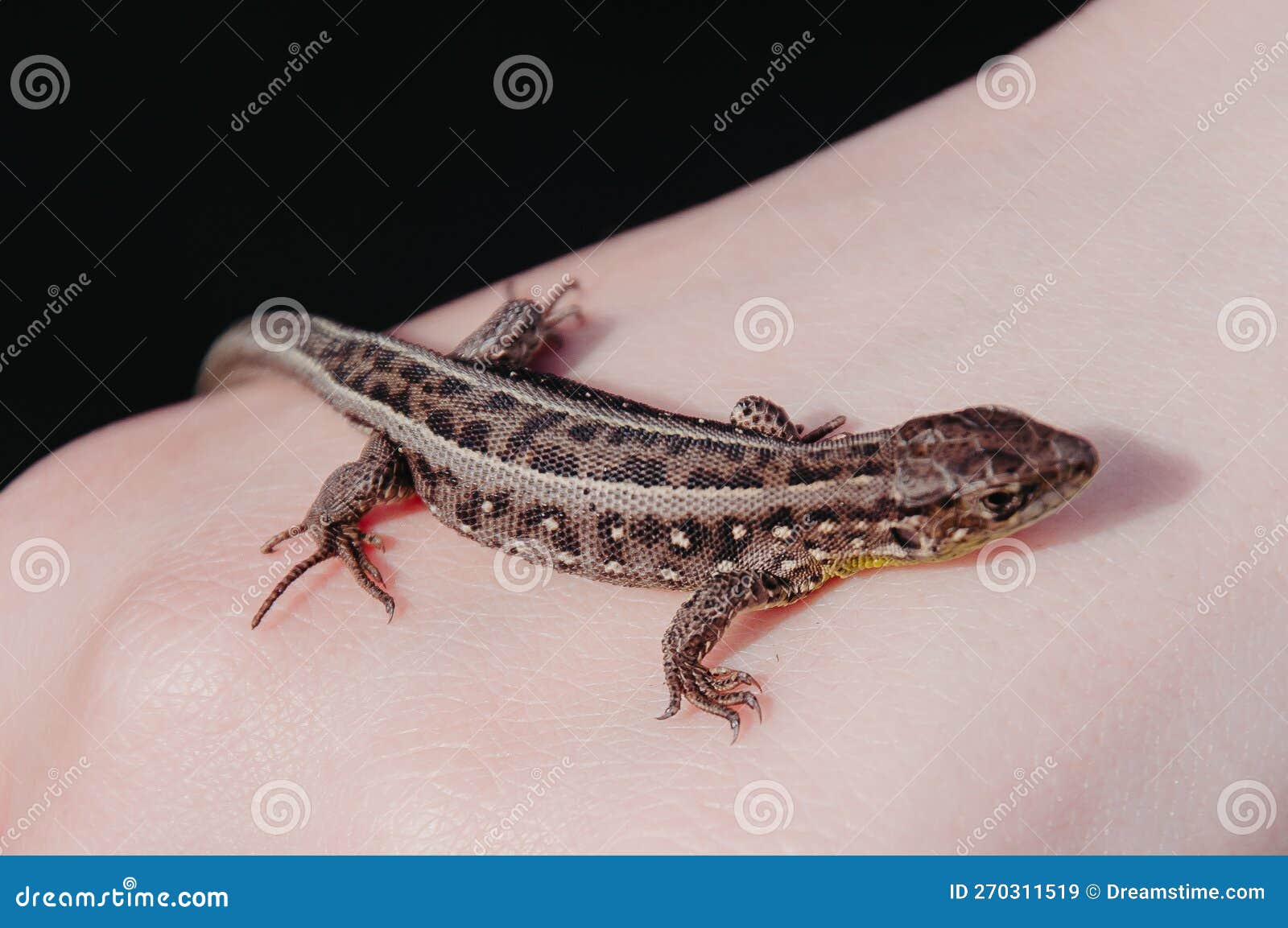 A Small Spotted Lizard on the Arm Stock Image - Image of lizard, exotic ...