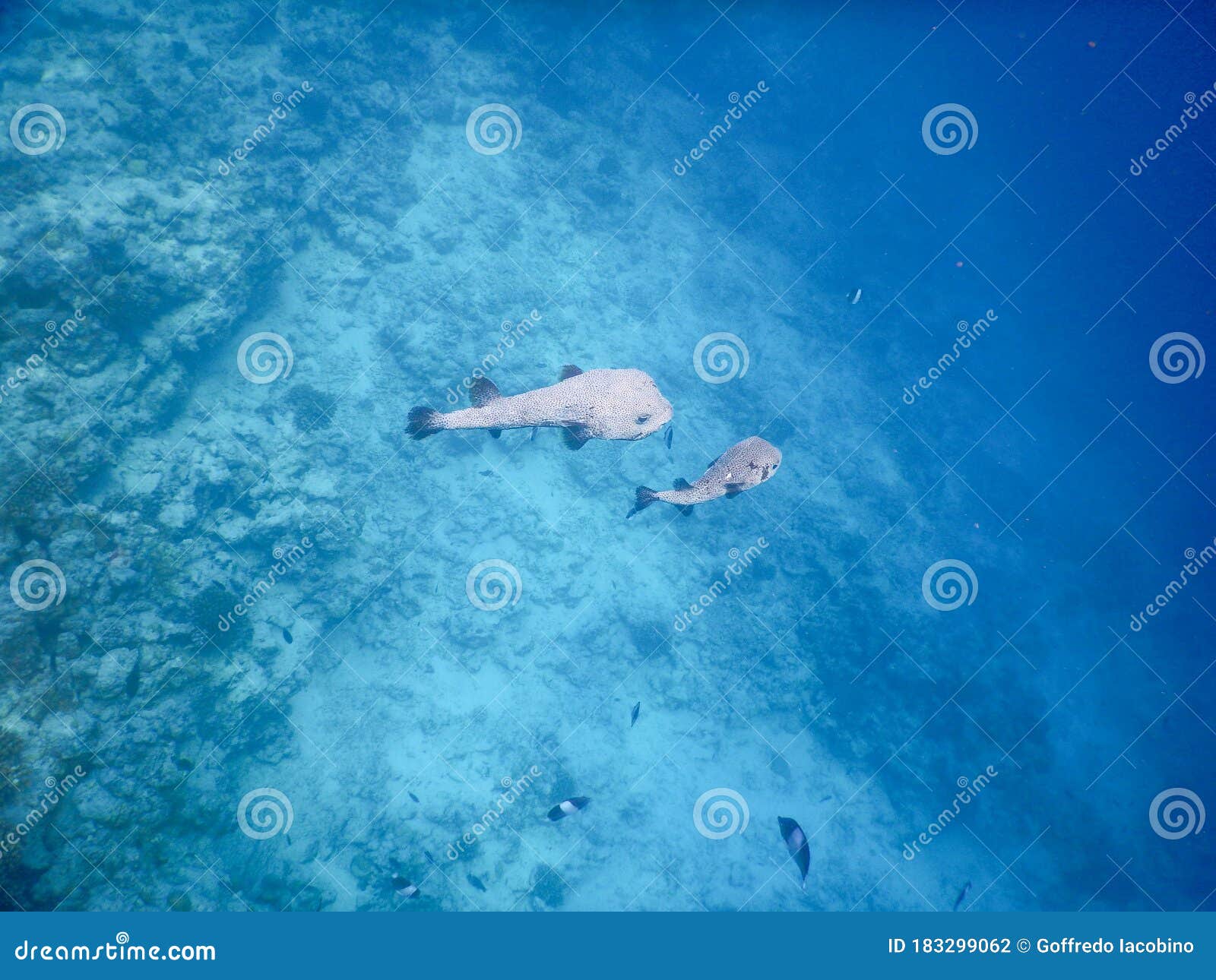 Small spotted puffer stock photo. Image of maldives - 183299062