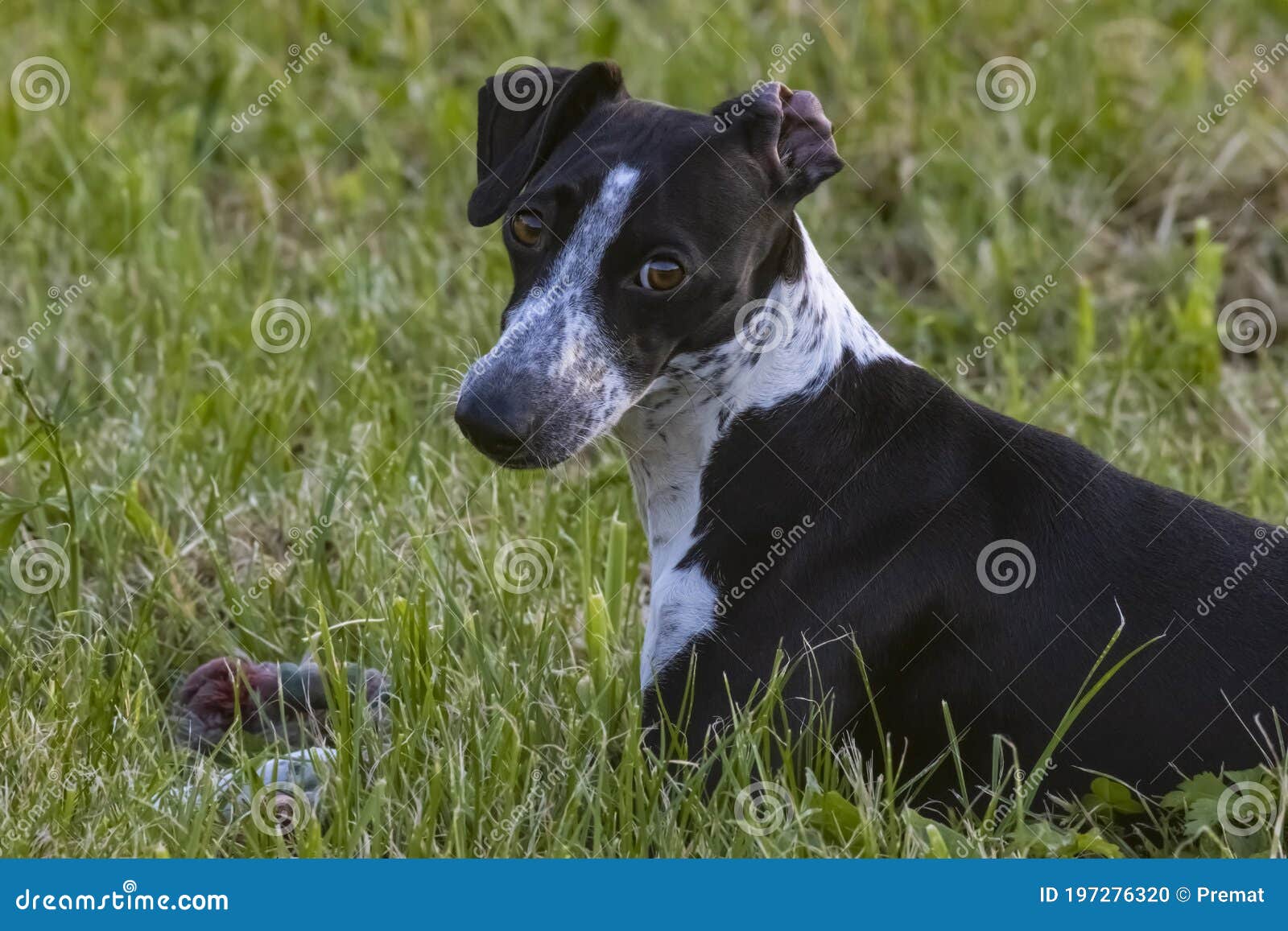 Small Spotty Greyhound Playing in Garden Stock Photo - Image of spotty ...