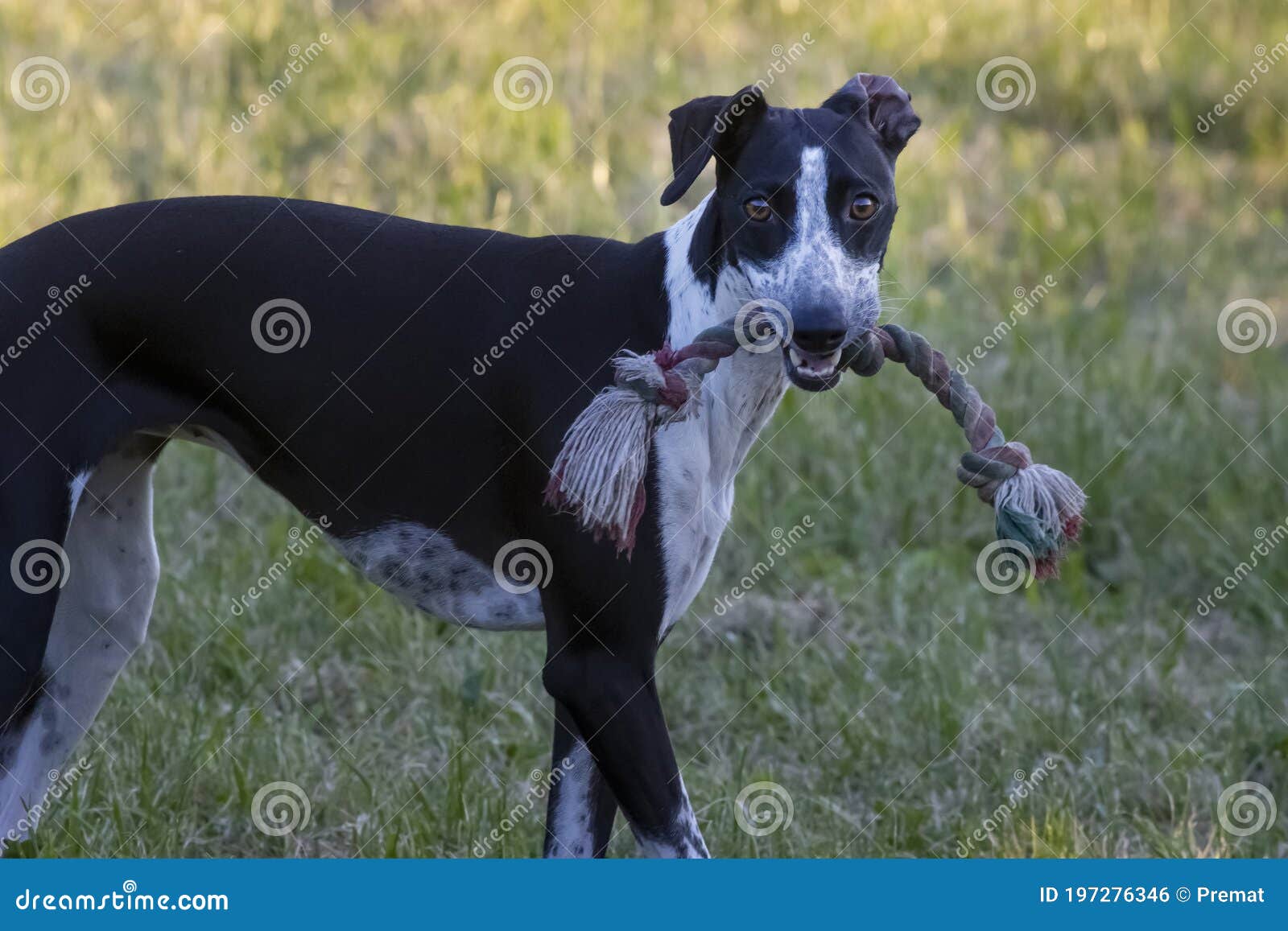 Small Spotty Greyhound Playing in Garden Stock Photo - Image of garden ...