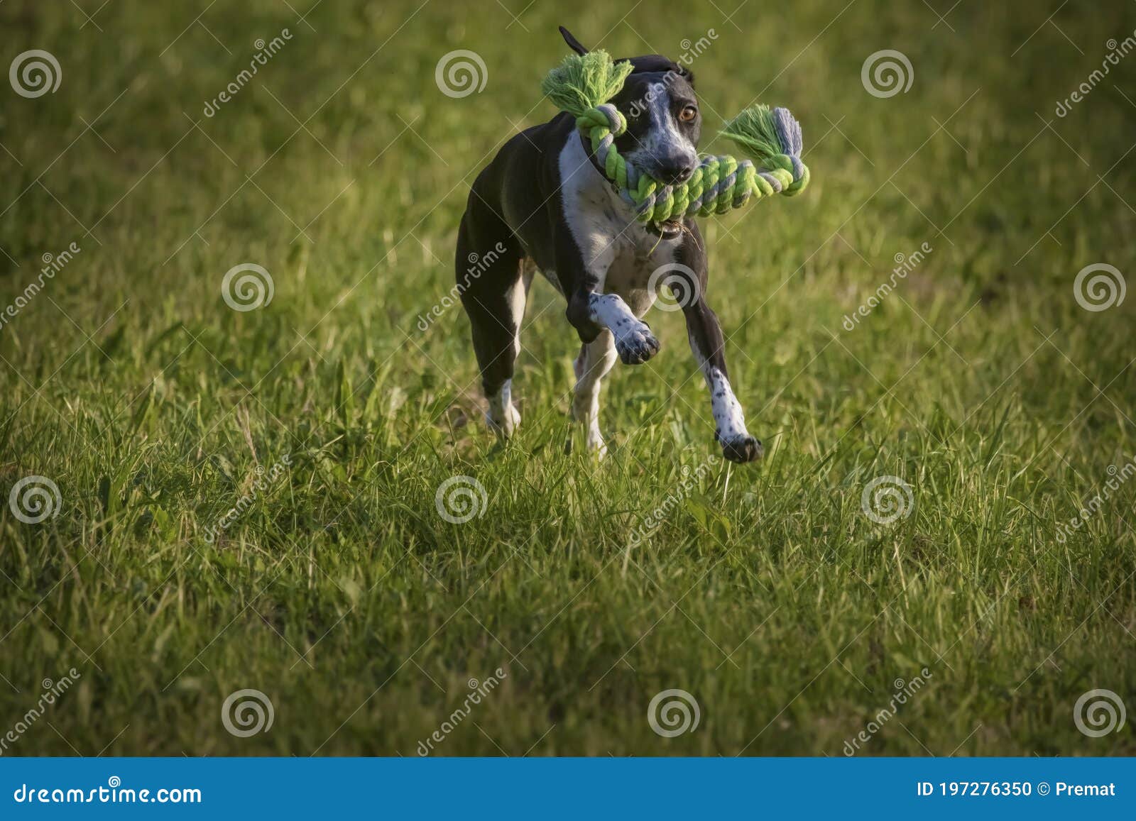 Small Spotty Greyhound Playing in Garden Stock Photo - Image of walk ...