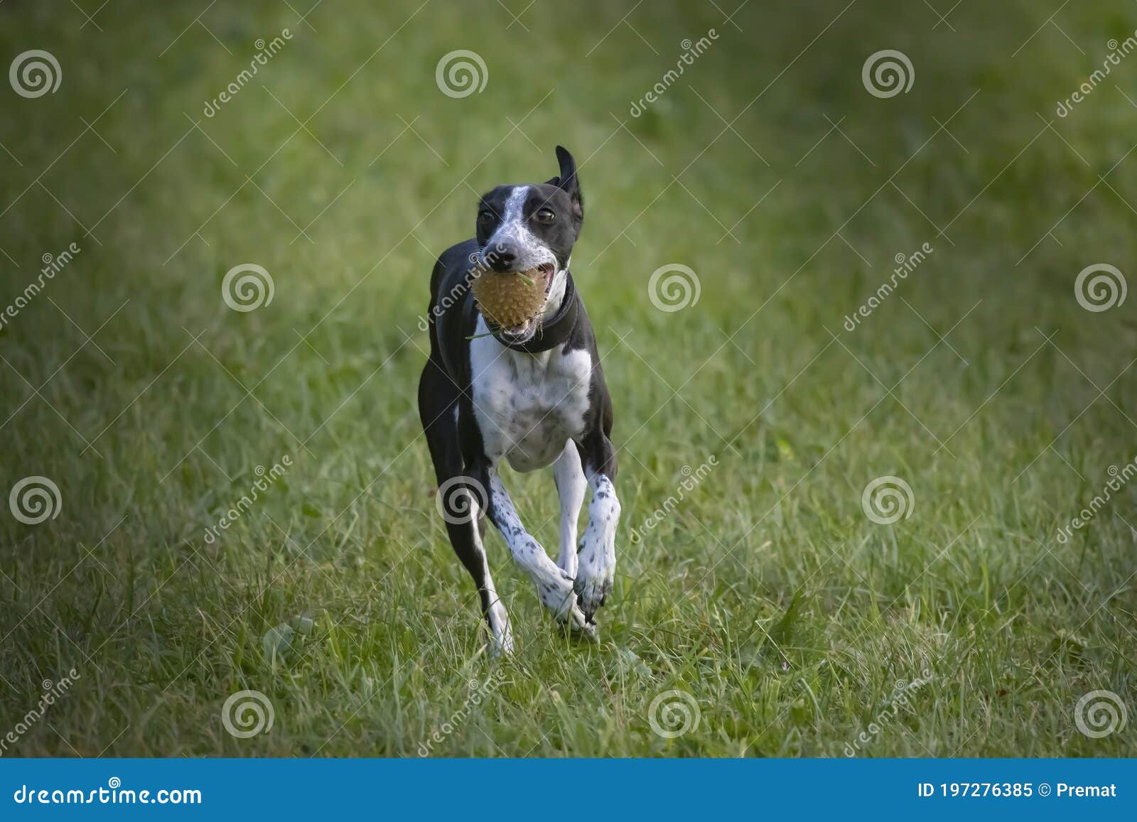 Small Spotty Greyhound Playing in Garden Stock Image - Image of black ...