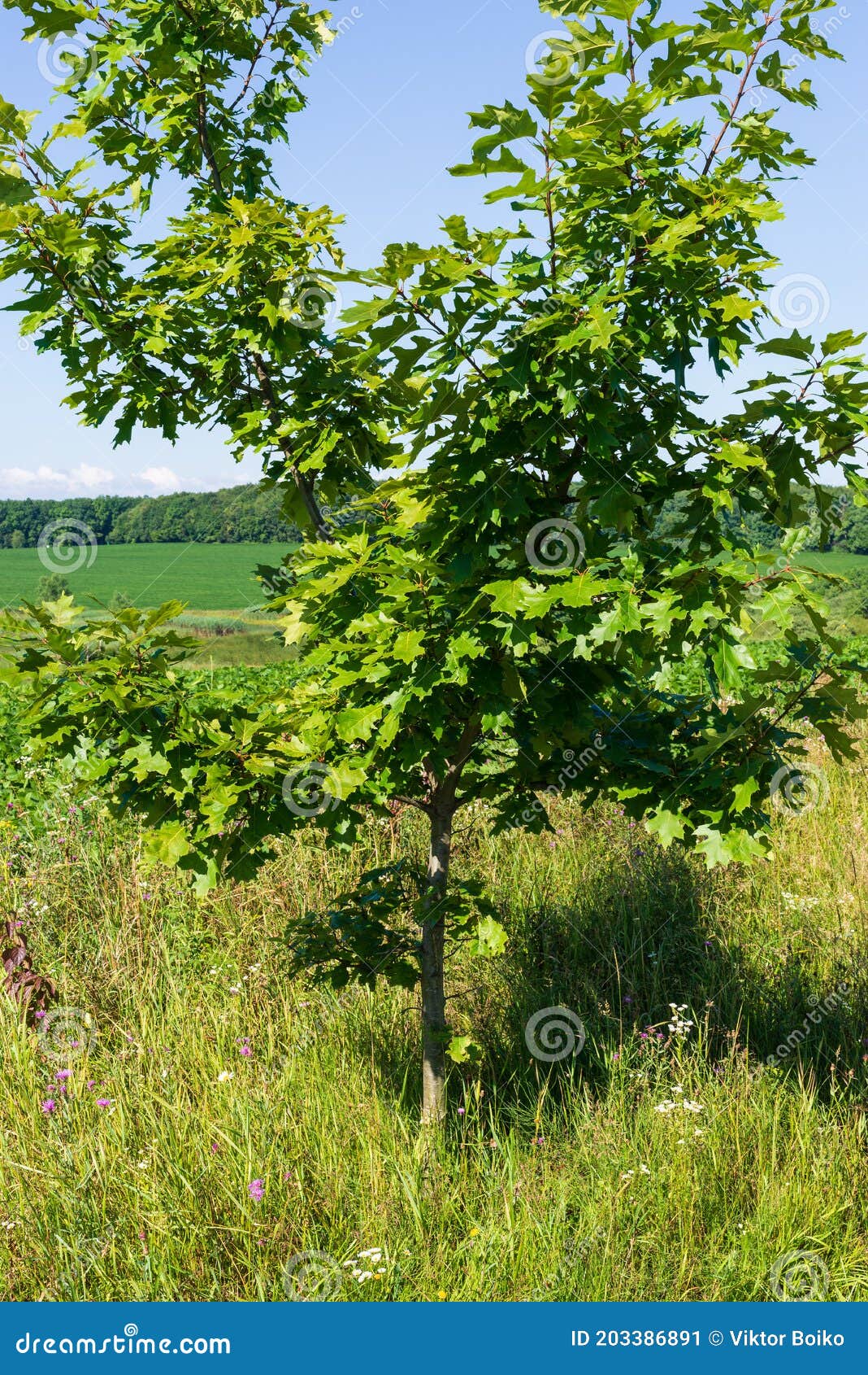 Small Spreading Oak Tree among the Grass Stock Image - Image of sapling ...