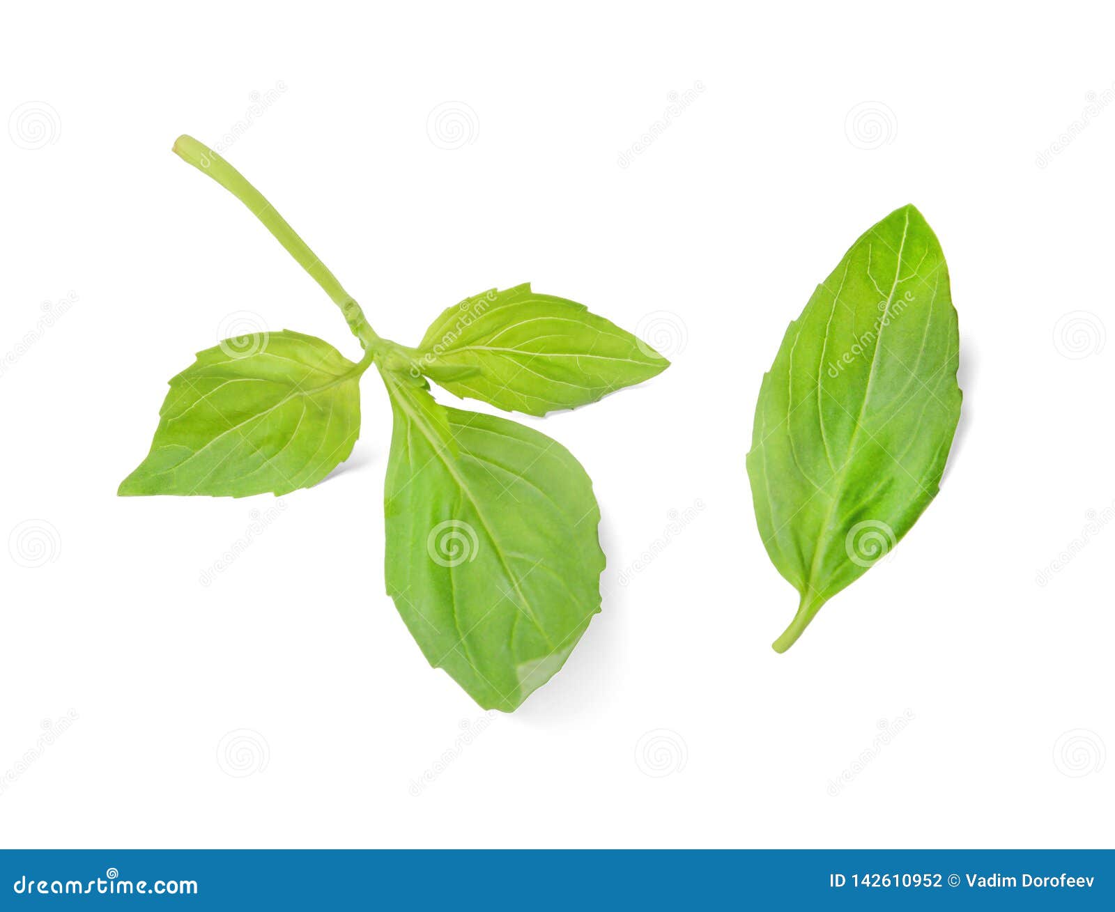 A Small Sprig of Basil and Basil Leaf on a White Isolated Background ...