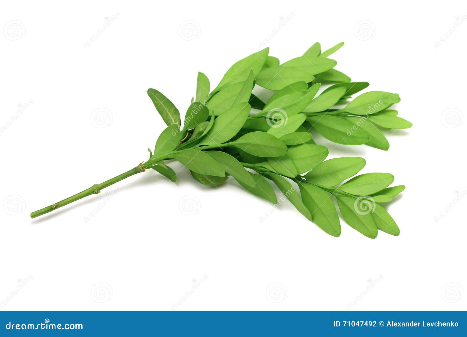 A Small Sprig Of Evergreen Boxwood Stock Photo - Image of boxwood ...