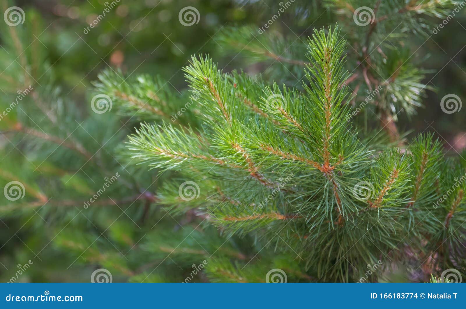 A Small Sprig of Green Spruce, in the Woods Stock Photo - Image of ...