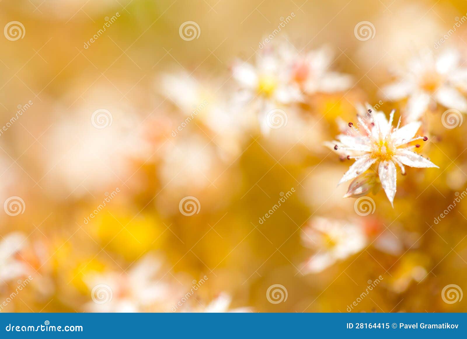 Small spring flower stock image. Image of yellow, flower - 28164415