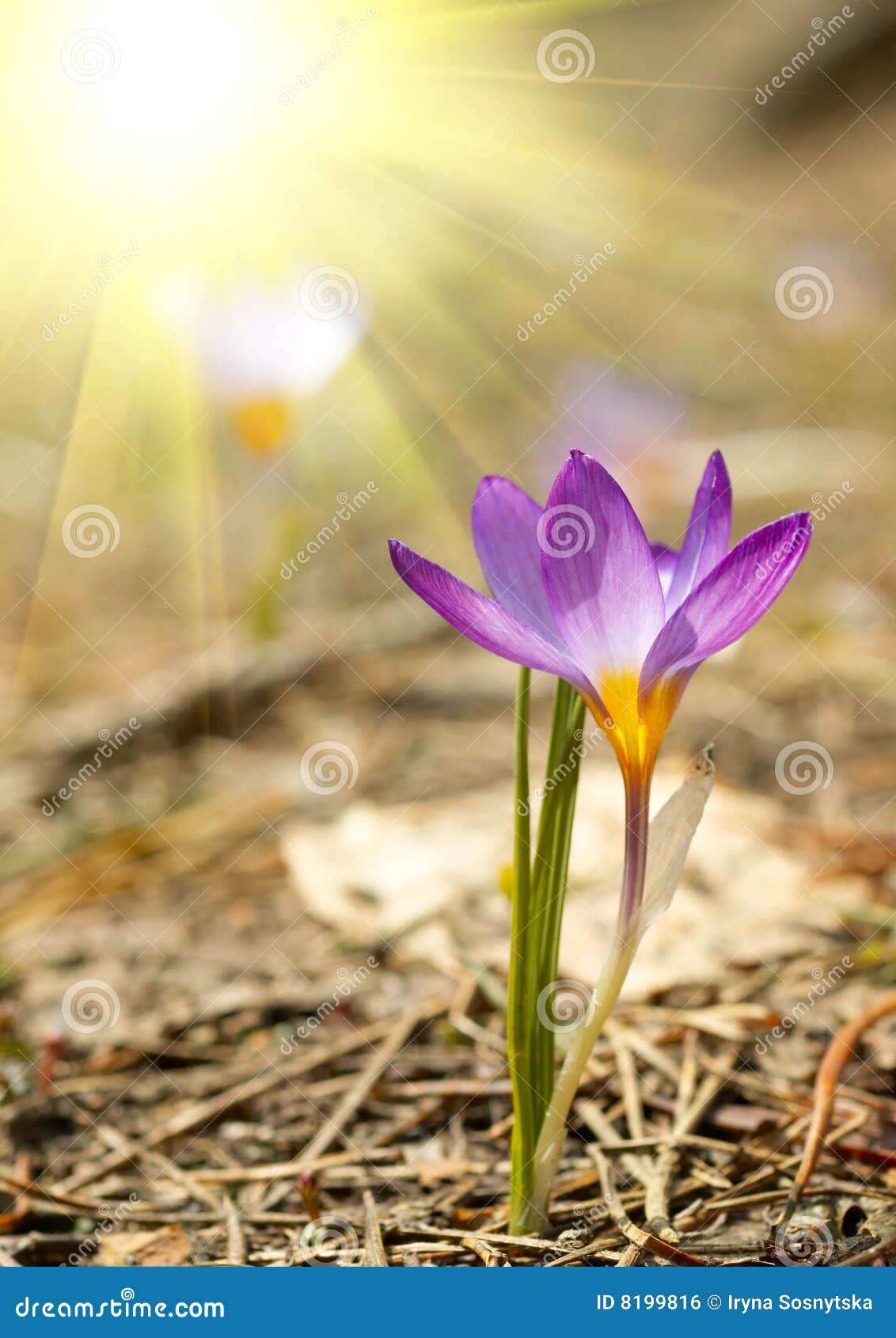 Small spring flower stock photo. Image of develop, nature - 8199816