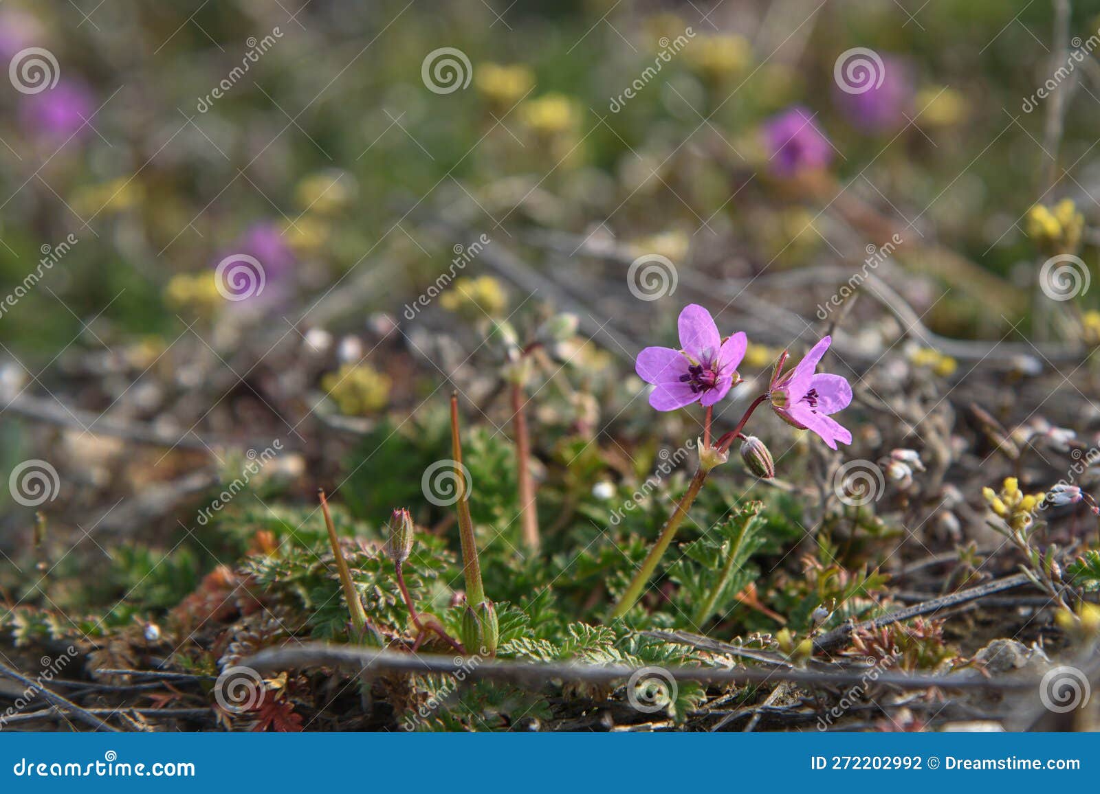 Small Spring Flower Erodium Cicutarium Stock Photo - Image of nature ...